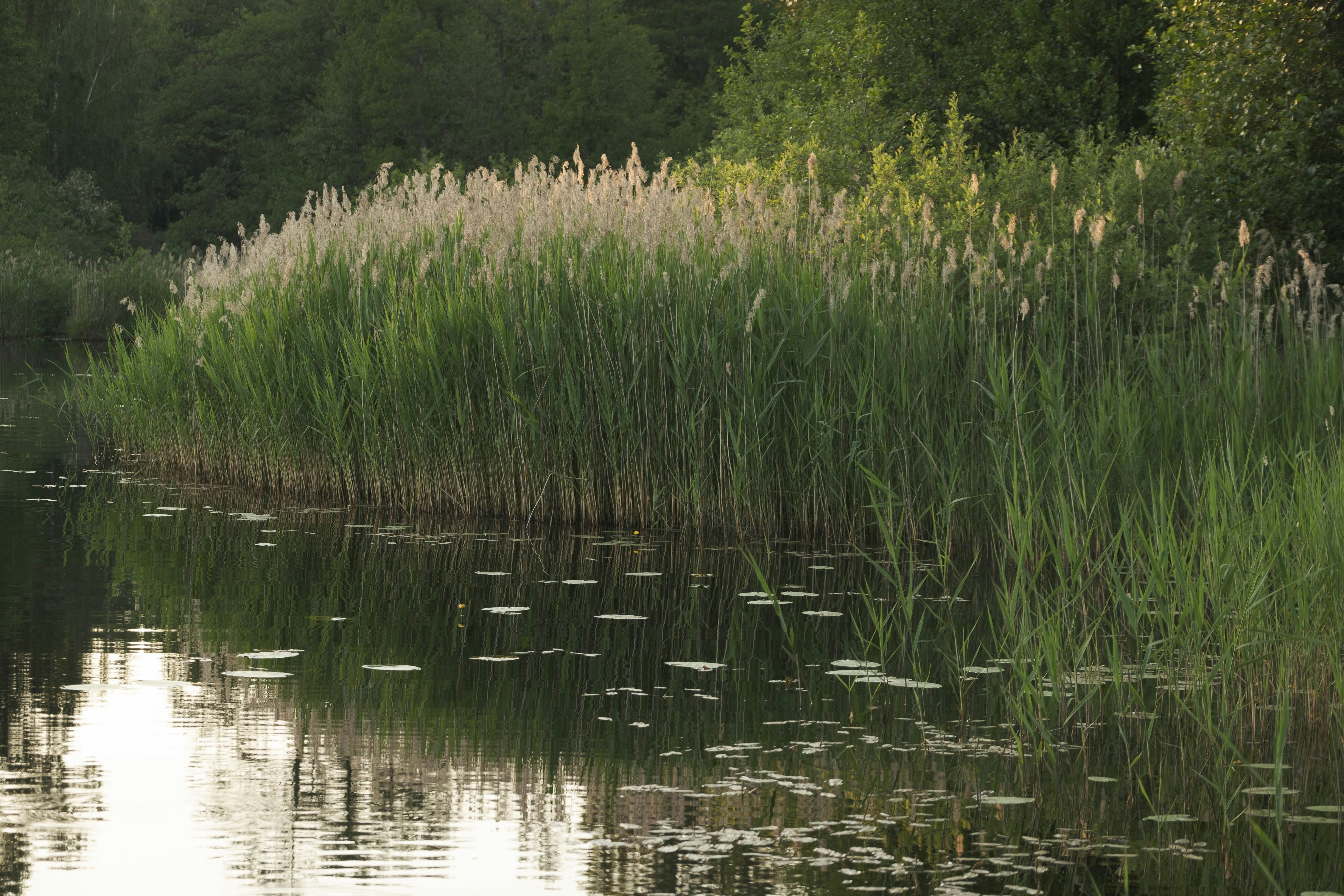 Rushes on Lake · Free Stock Photo