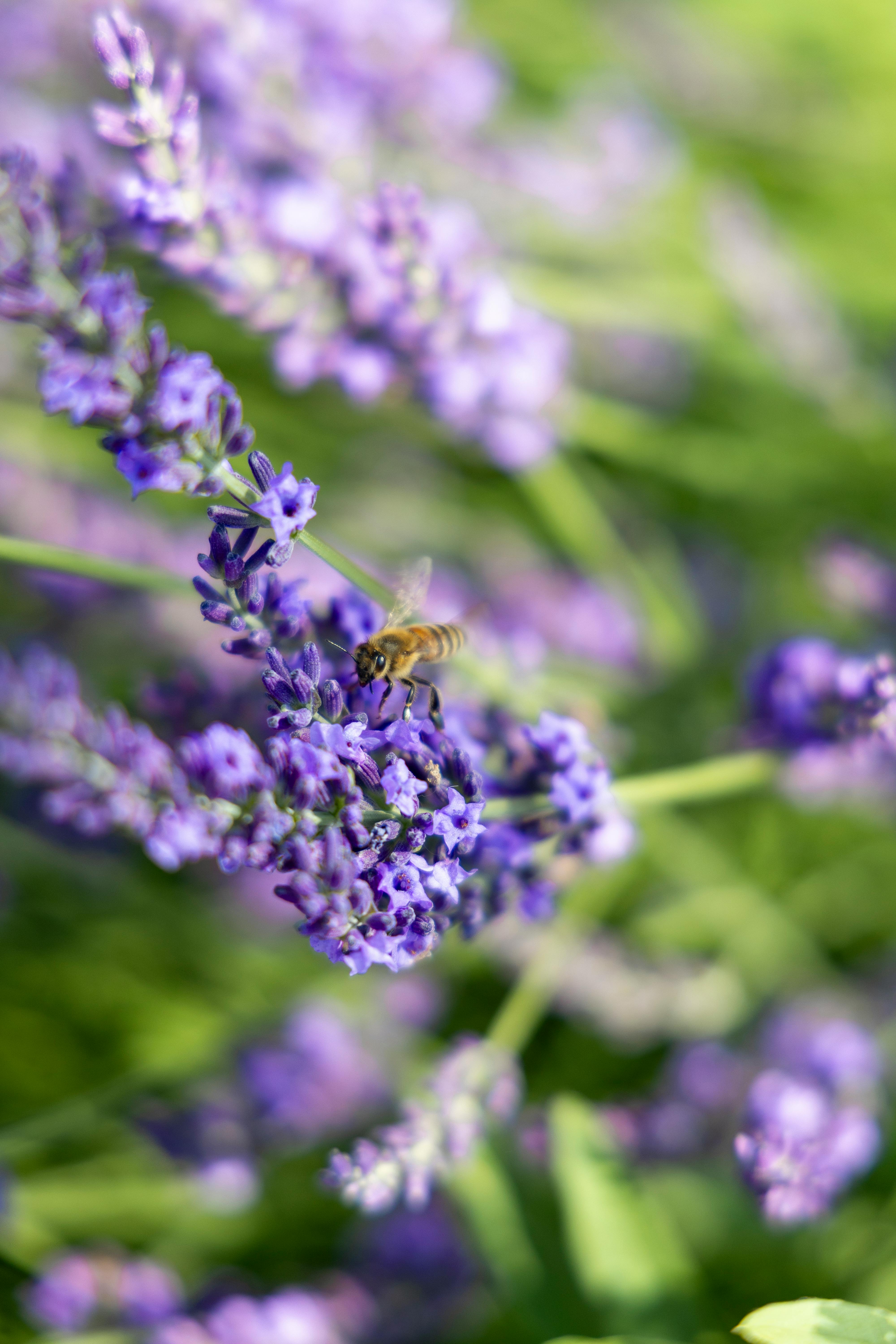 Lily Bee Photos, Download The BEST Free Lily Bee Stock Photos & HD Images