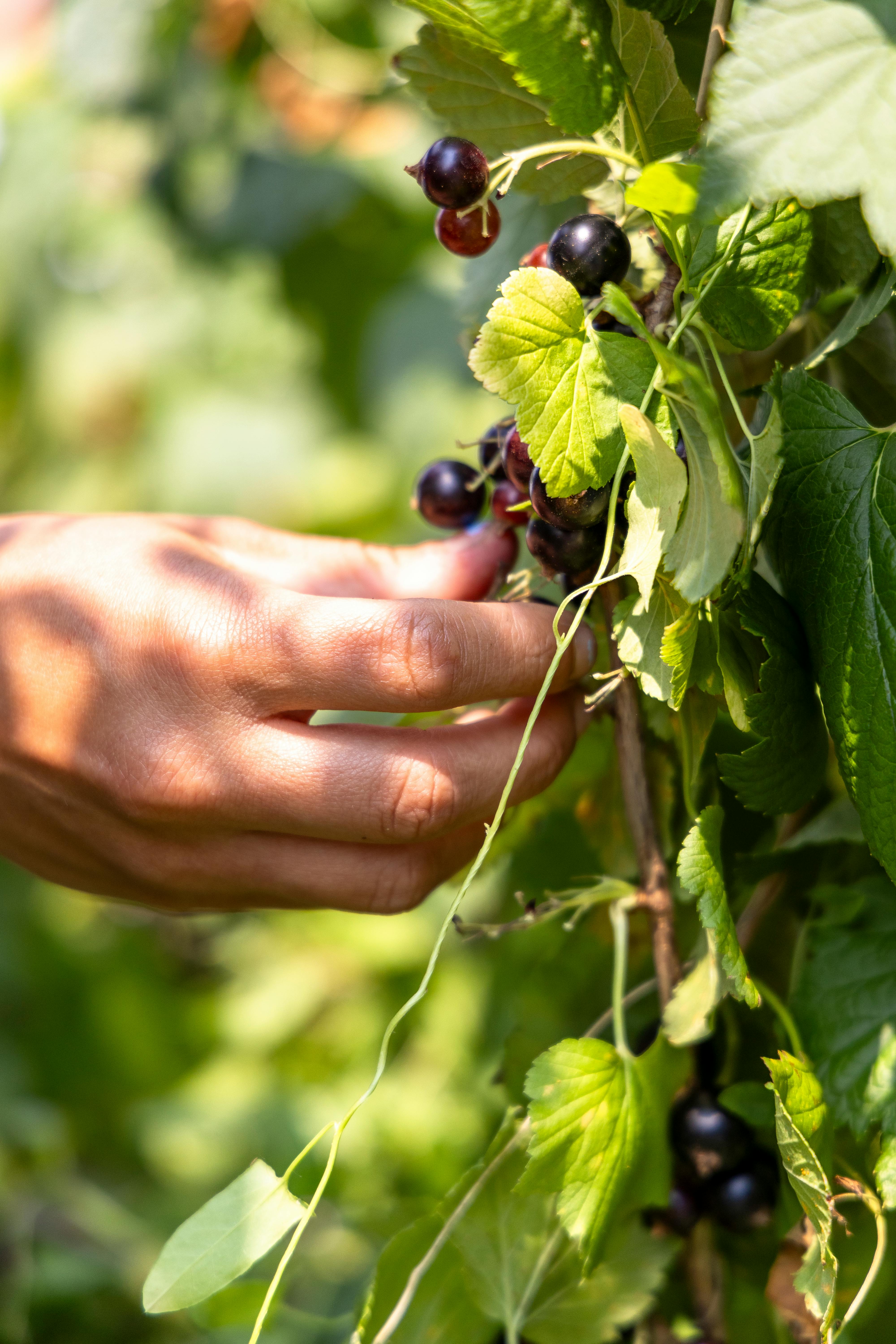Hand Picking Up Berries · Free Stock Photo