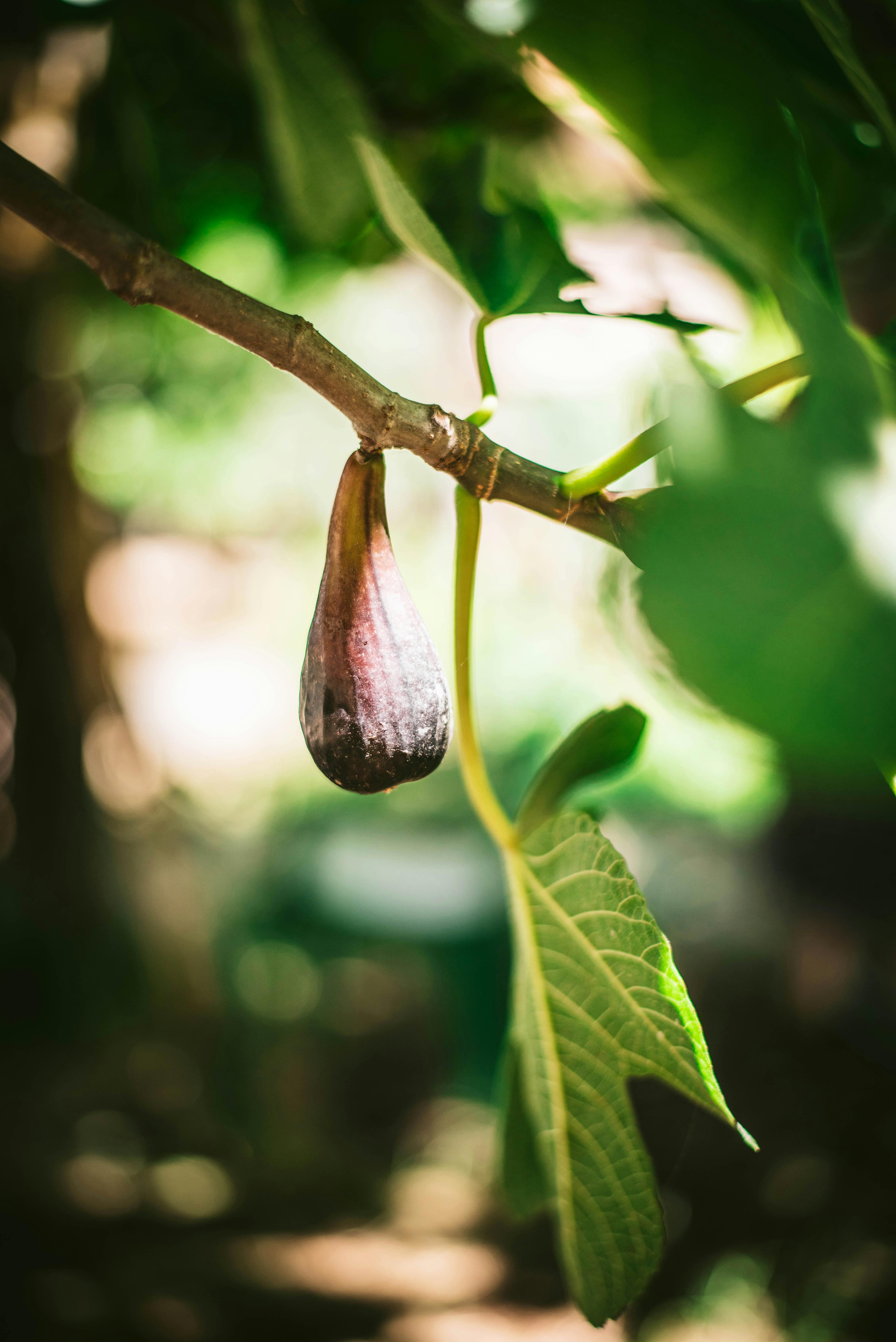 Fig Tree Photos, Download The BEST Free Fig Tree Stock Photos & HD Images