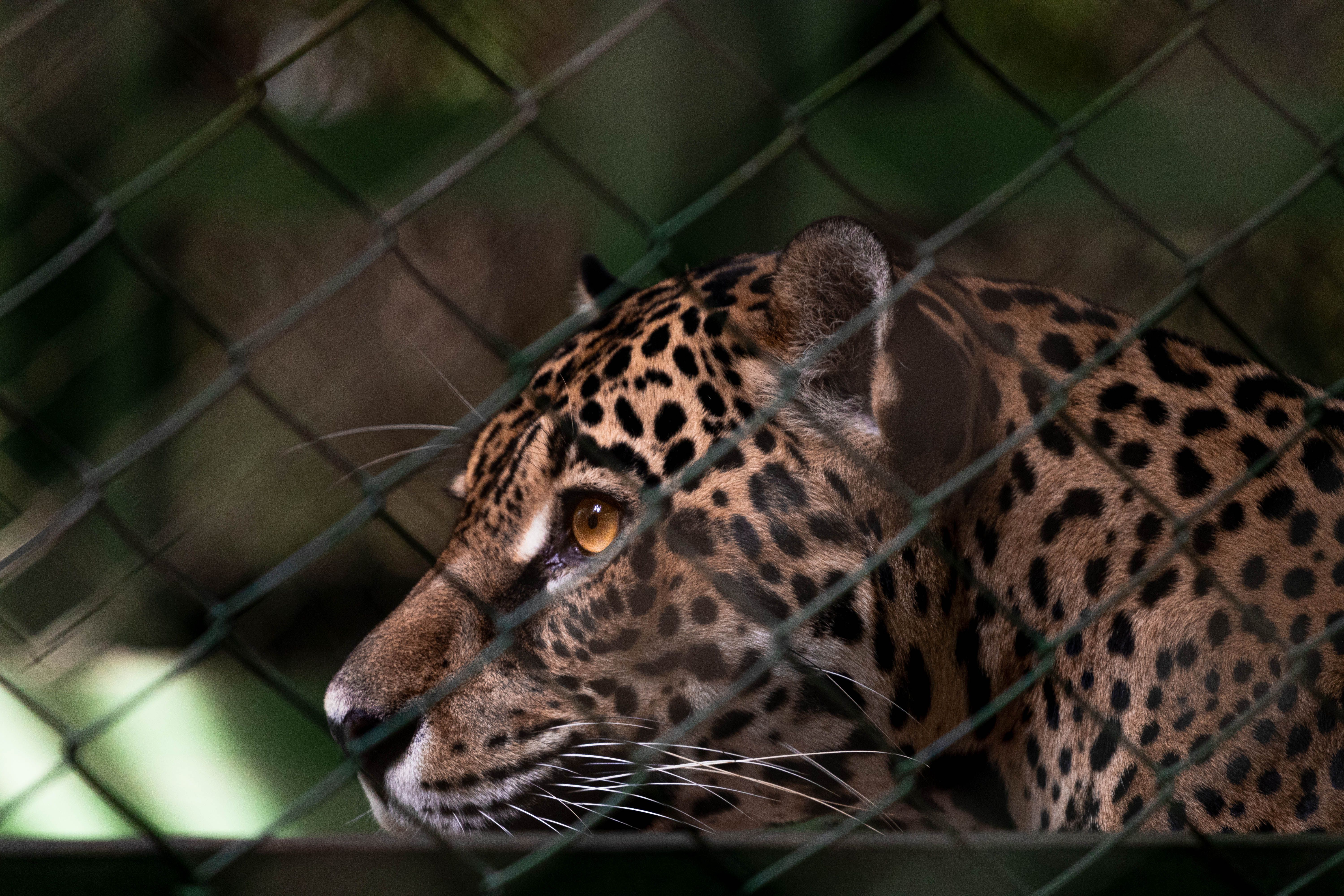 Jaguar in a Cage · Free Stock Photo