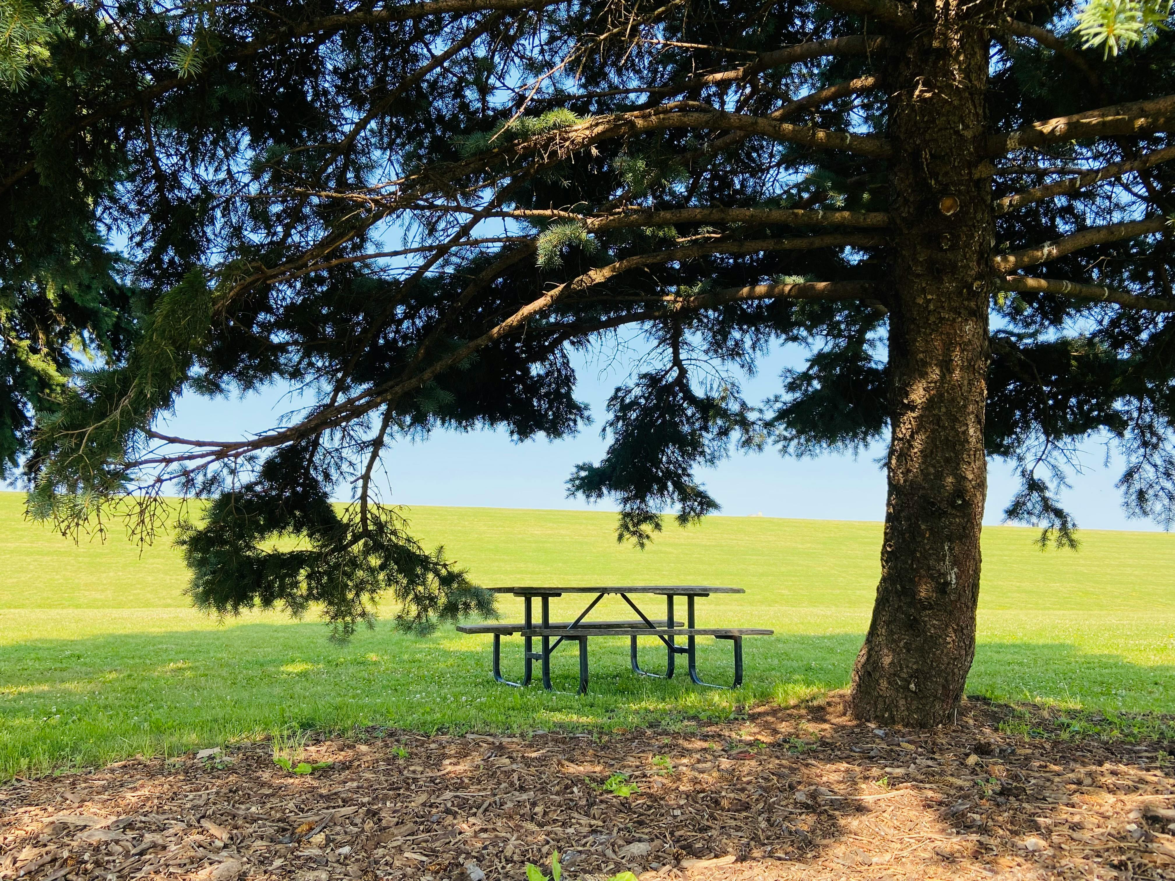 Tree and Table and Benches on Grass · Free Stock Photo