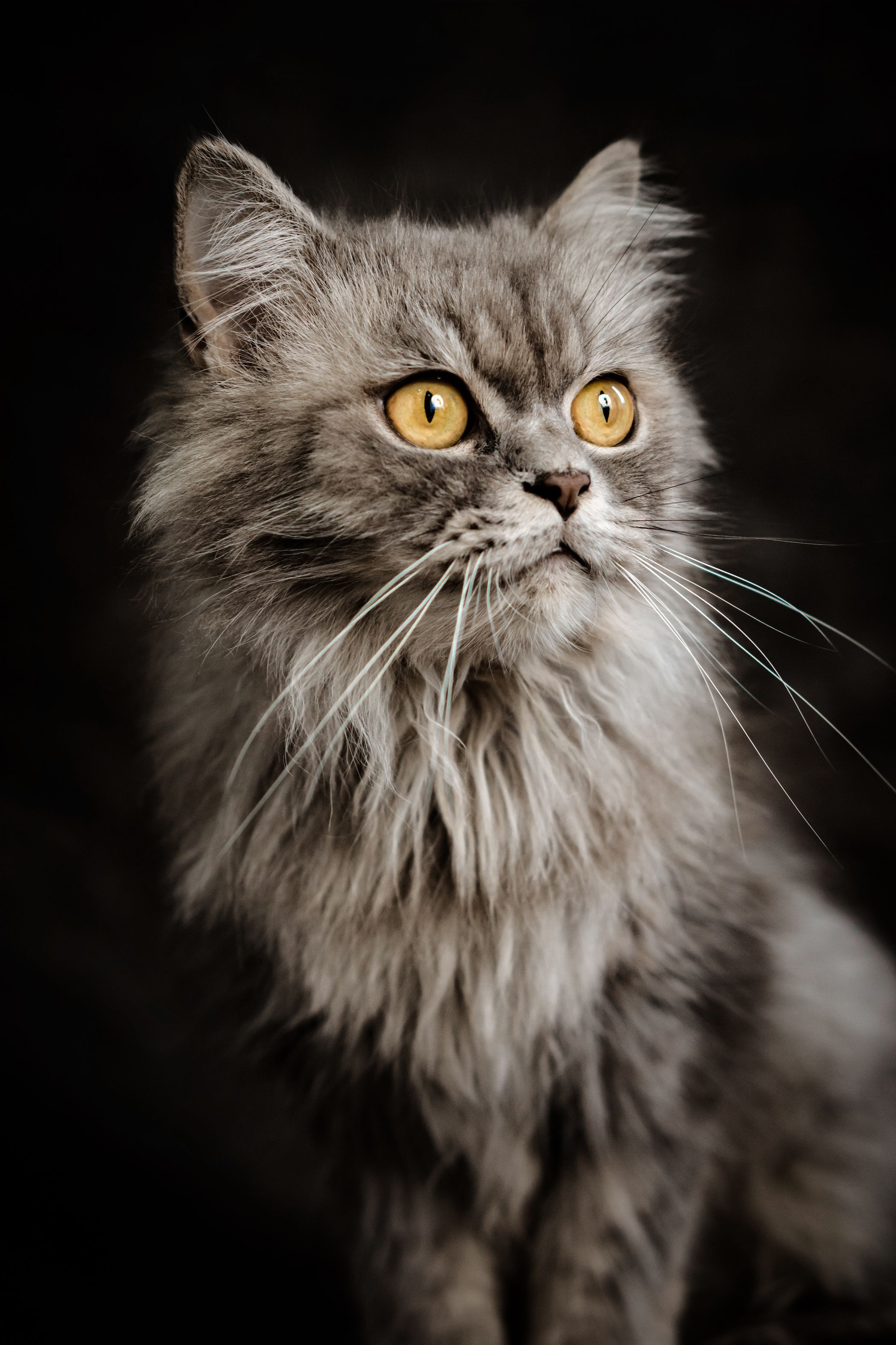 Welcome Pets Photos, Download The BEST Free Welcome Pets Stock Photos ...