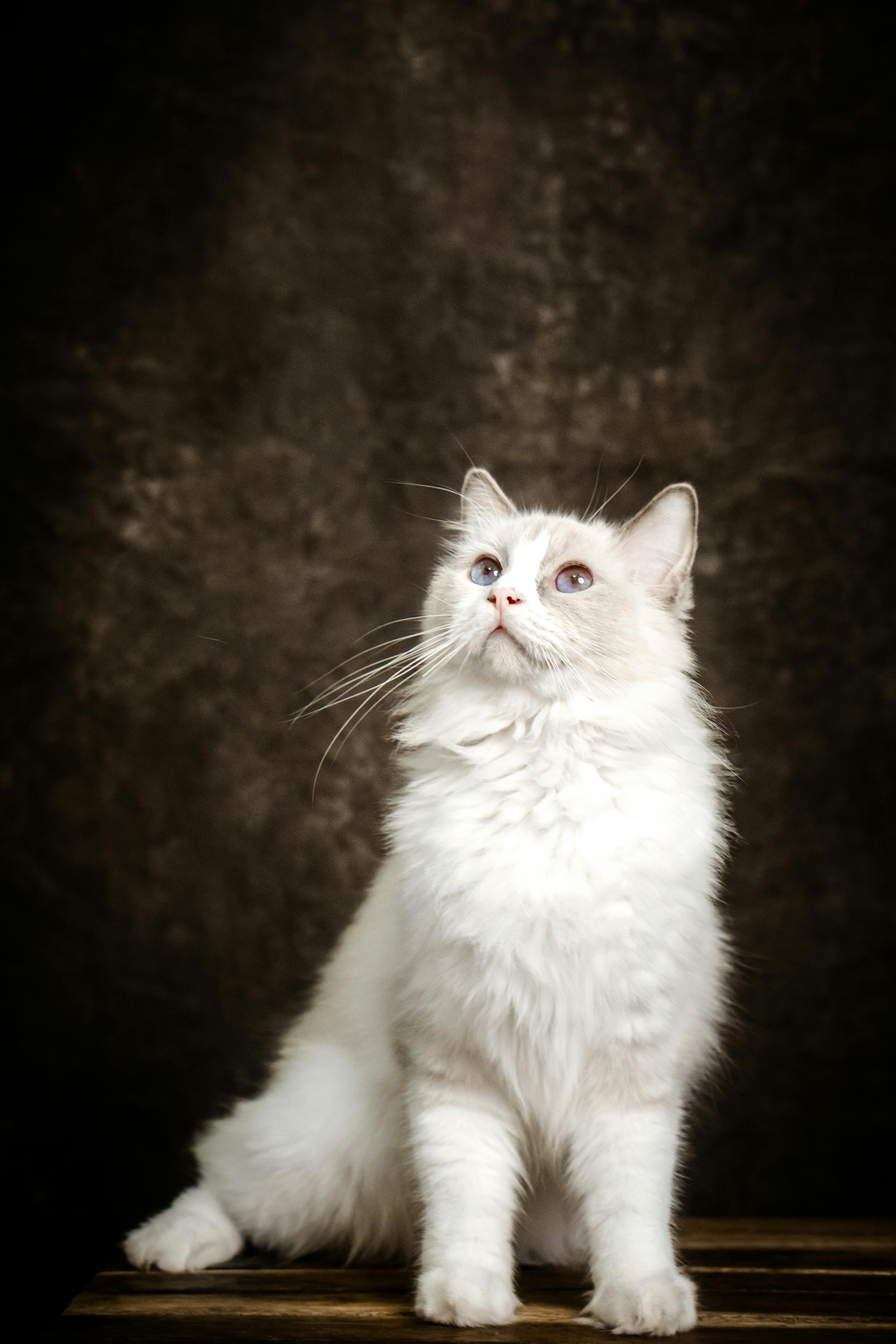 Pets Drawings Photos, Download The BEST Free Pets Drawings Stock Photos ...