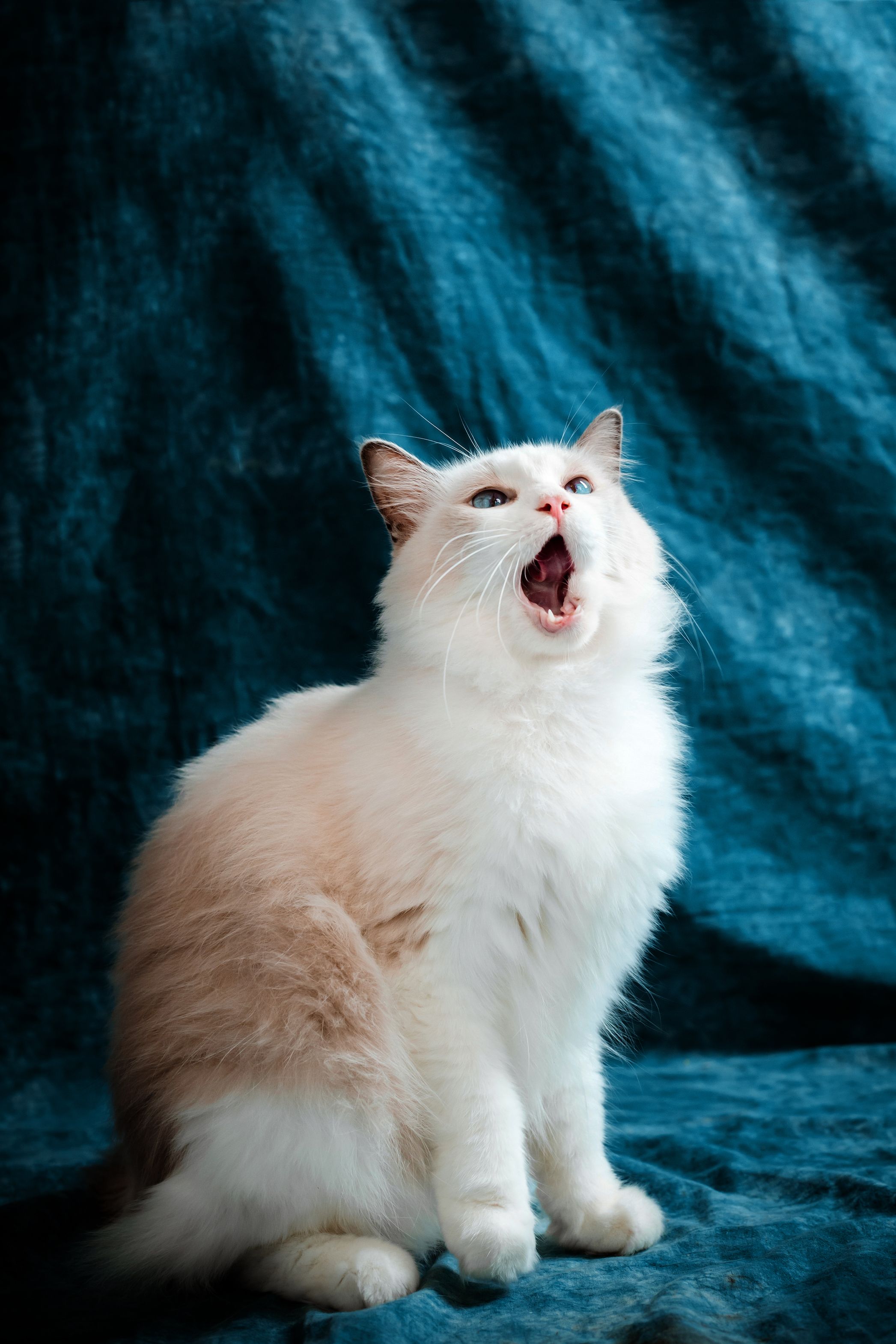 Chi Cat Photos, Download The BEST Free Chi Cat Stock Photos & HD Images