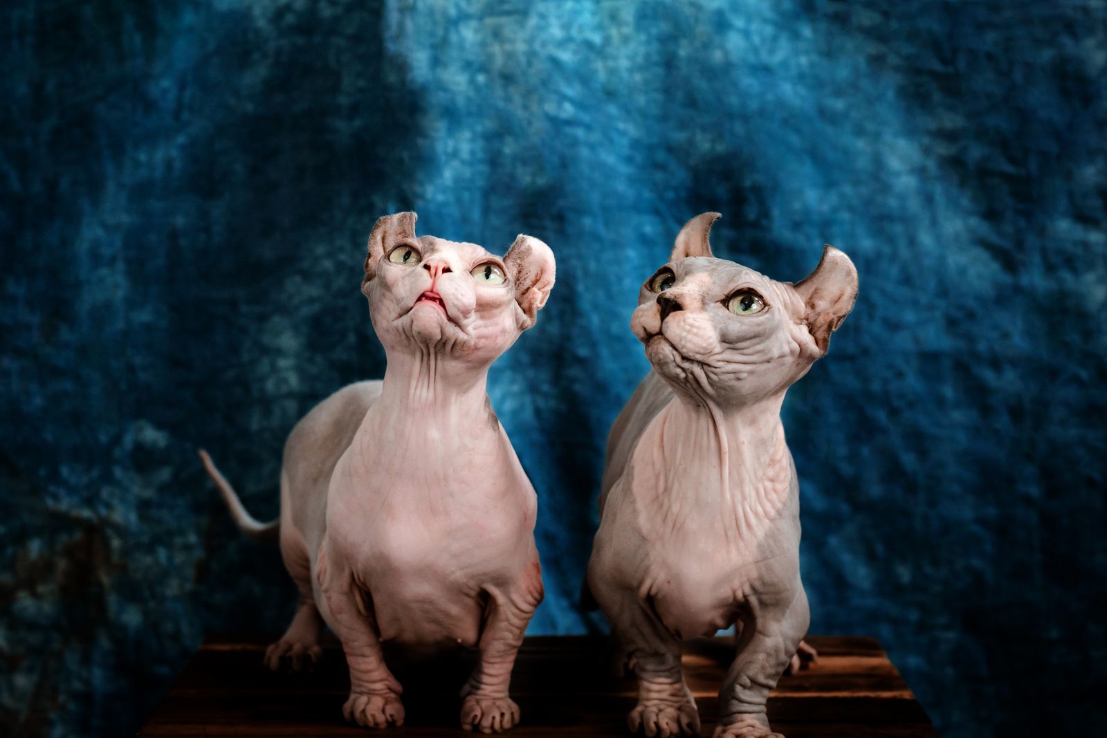 Cats Backgrounds Photos, Download The BEST Free Cats Backgrounds Stock ...