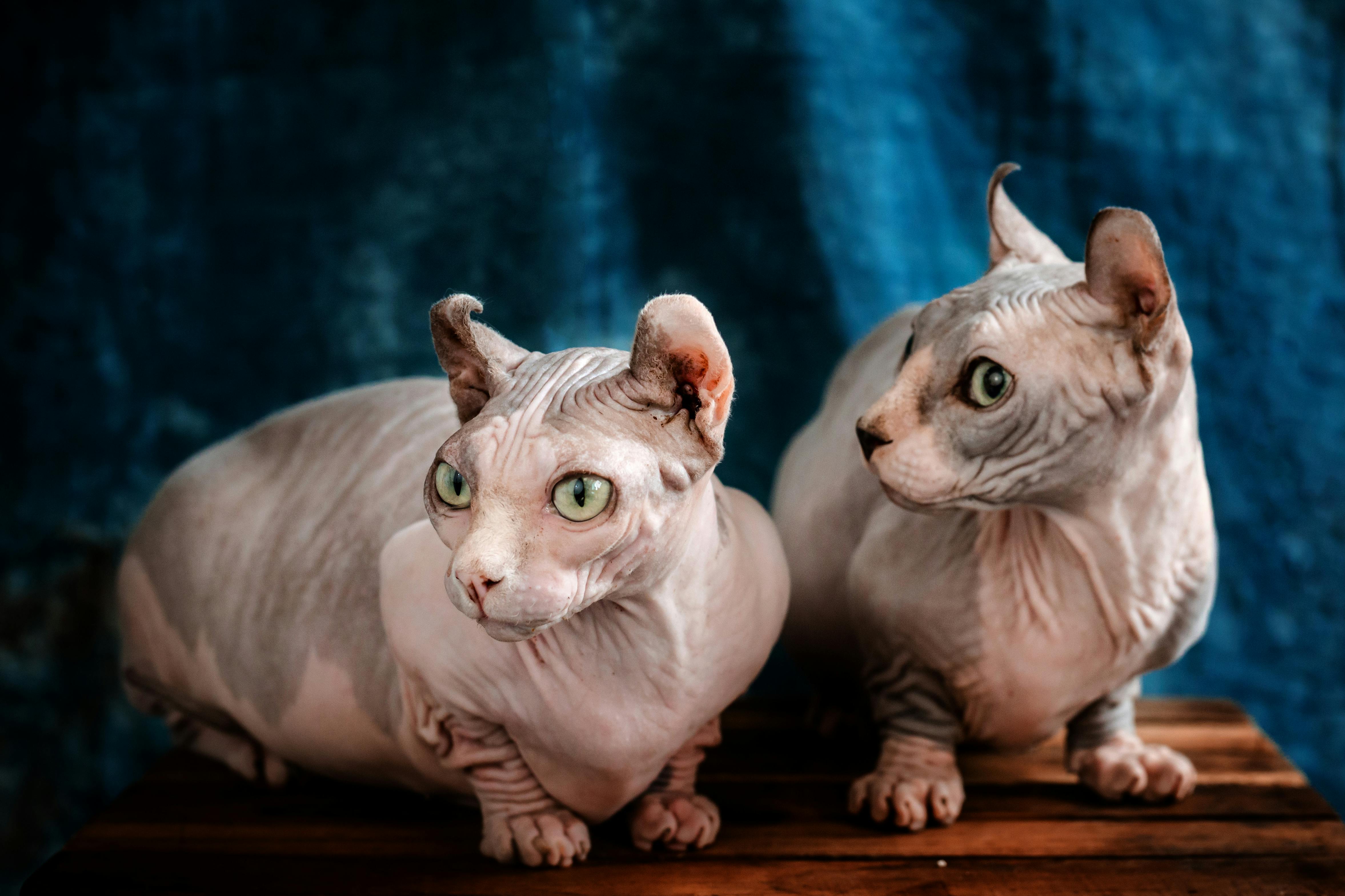 Ity and Fancy Cat: A Guide to Felin... | Train Your Cat Well