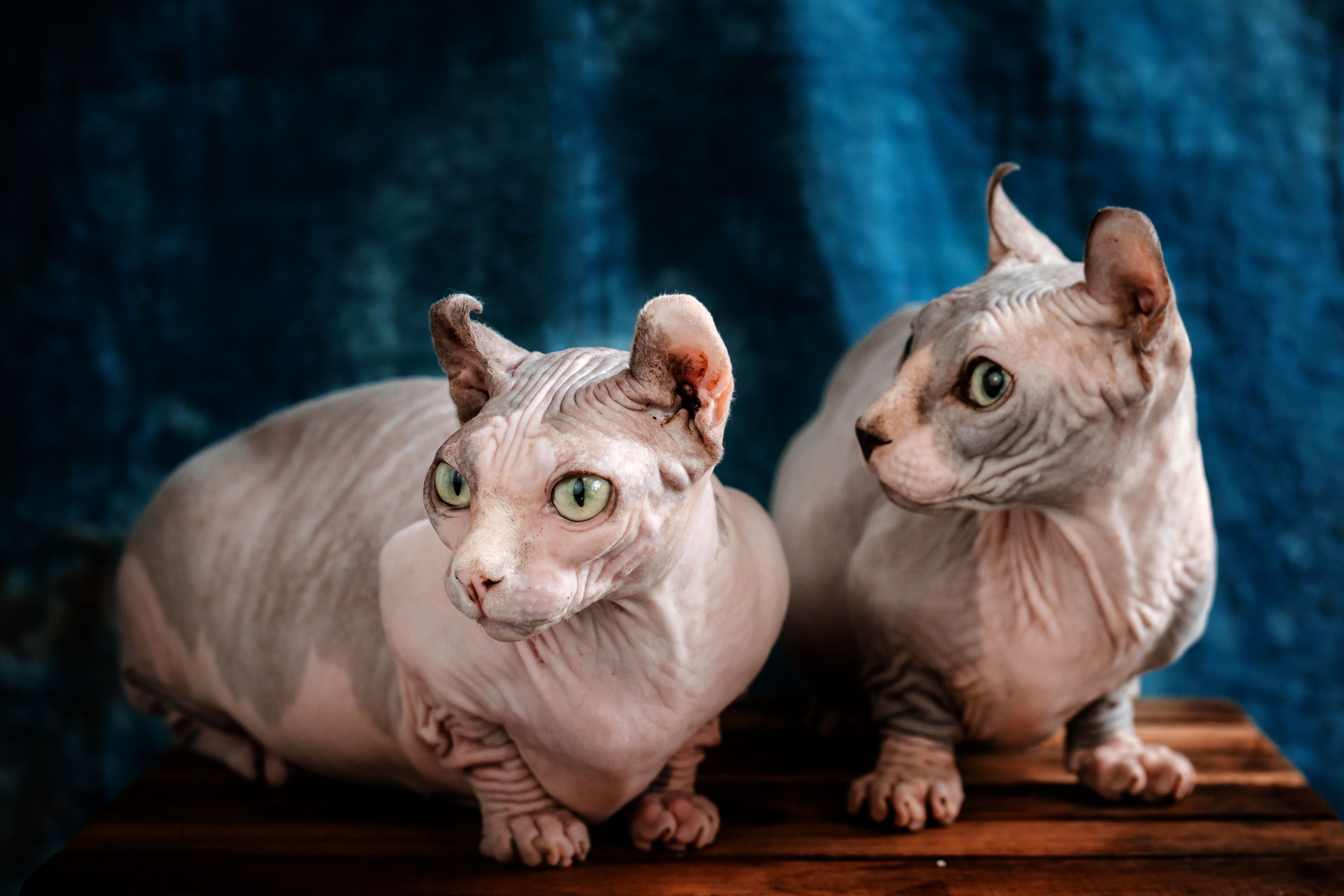 Person Carrying a Sphynx Cat · Free Stock Photo
