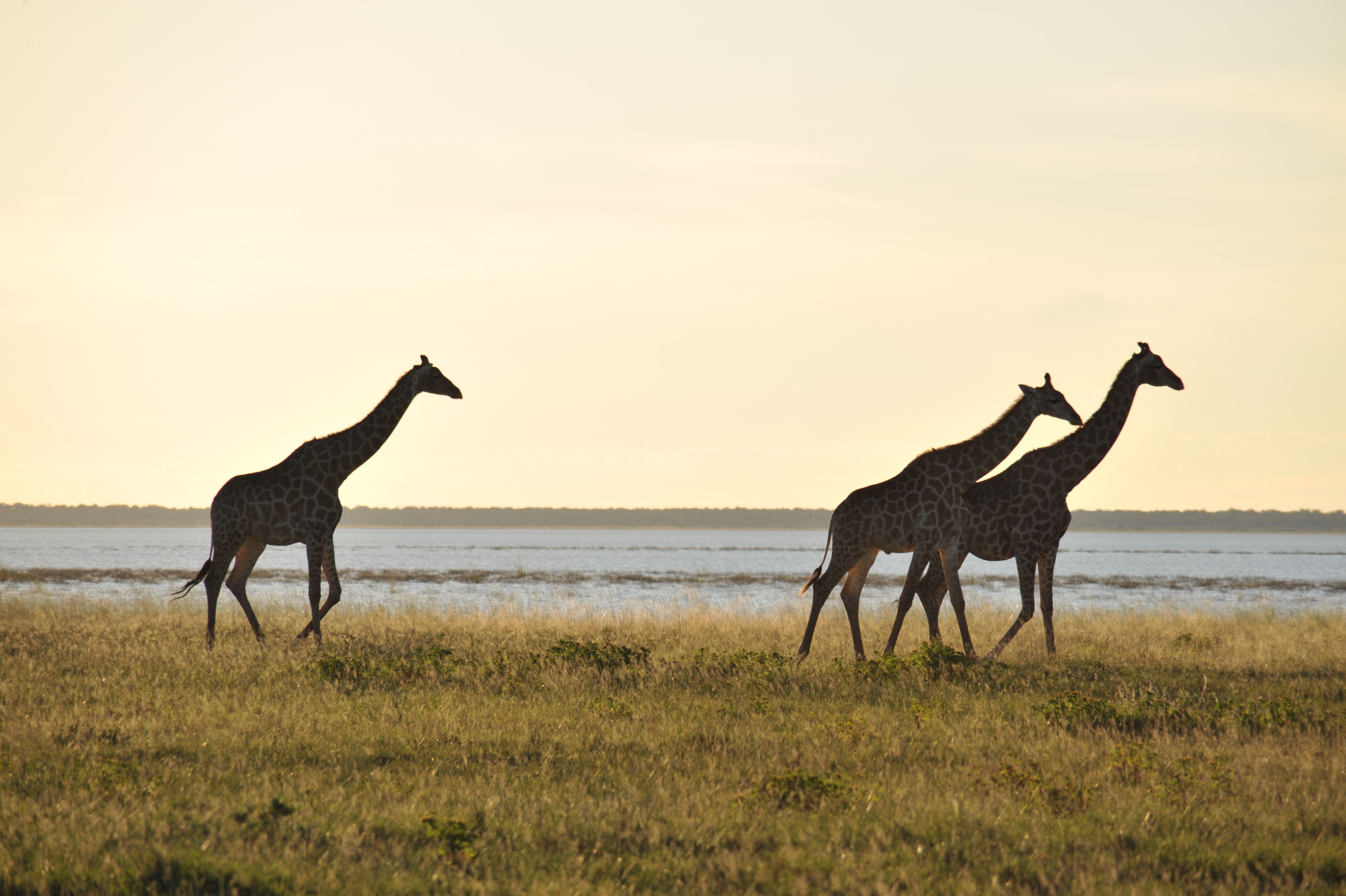 Giraffes in Nature · Free Stock Photo