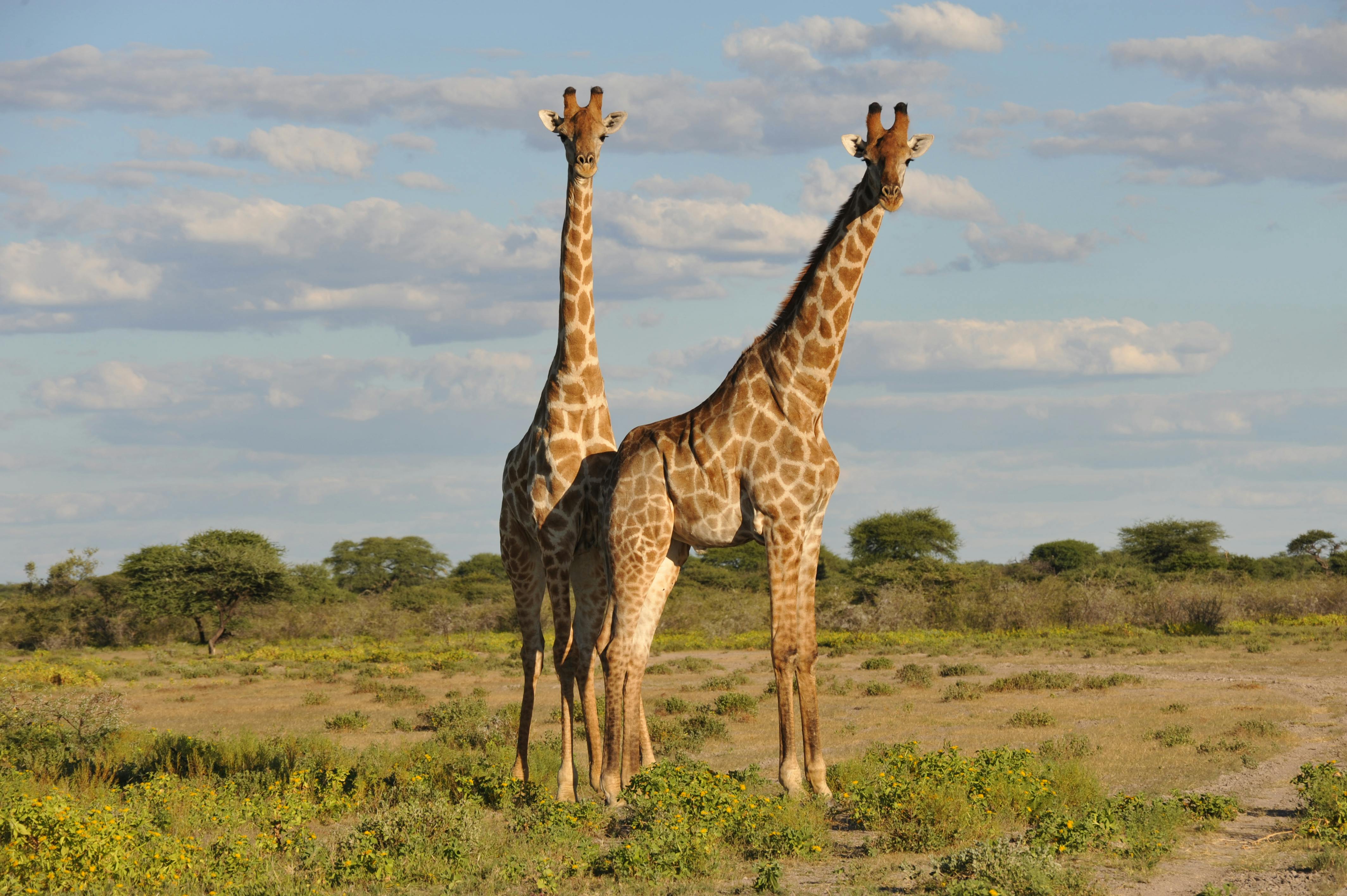 Interesting Animals Photos, Download The BEST Free Interesting Animals ...