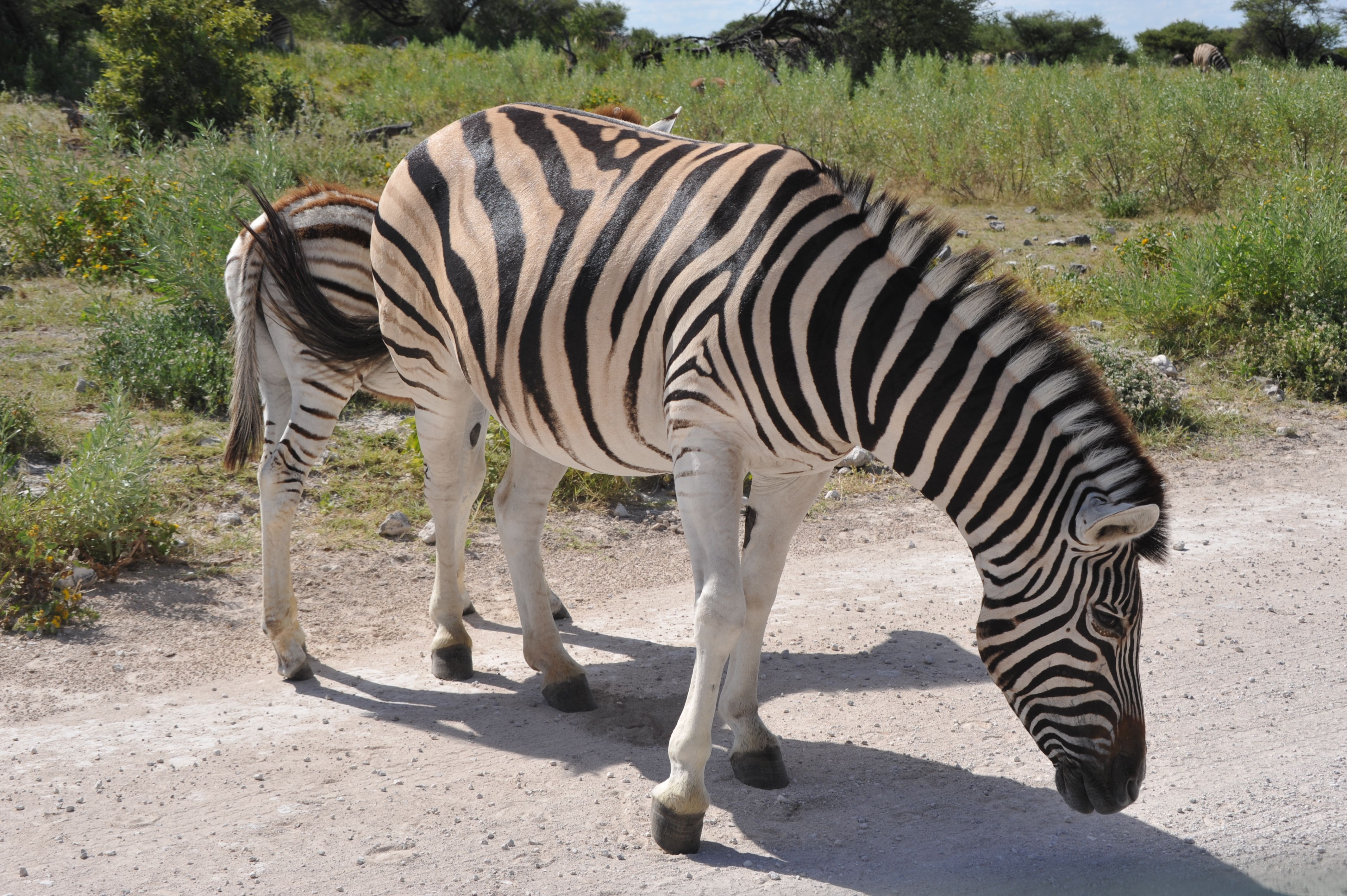 Savanah Zebra Photos, Download The BEST Free Savanah Zebra Stock Photos ...