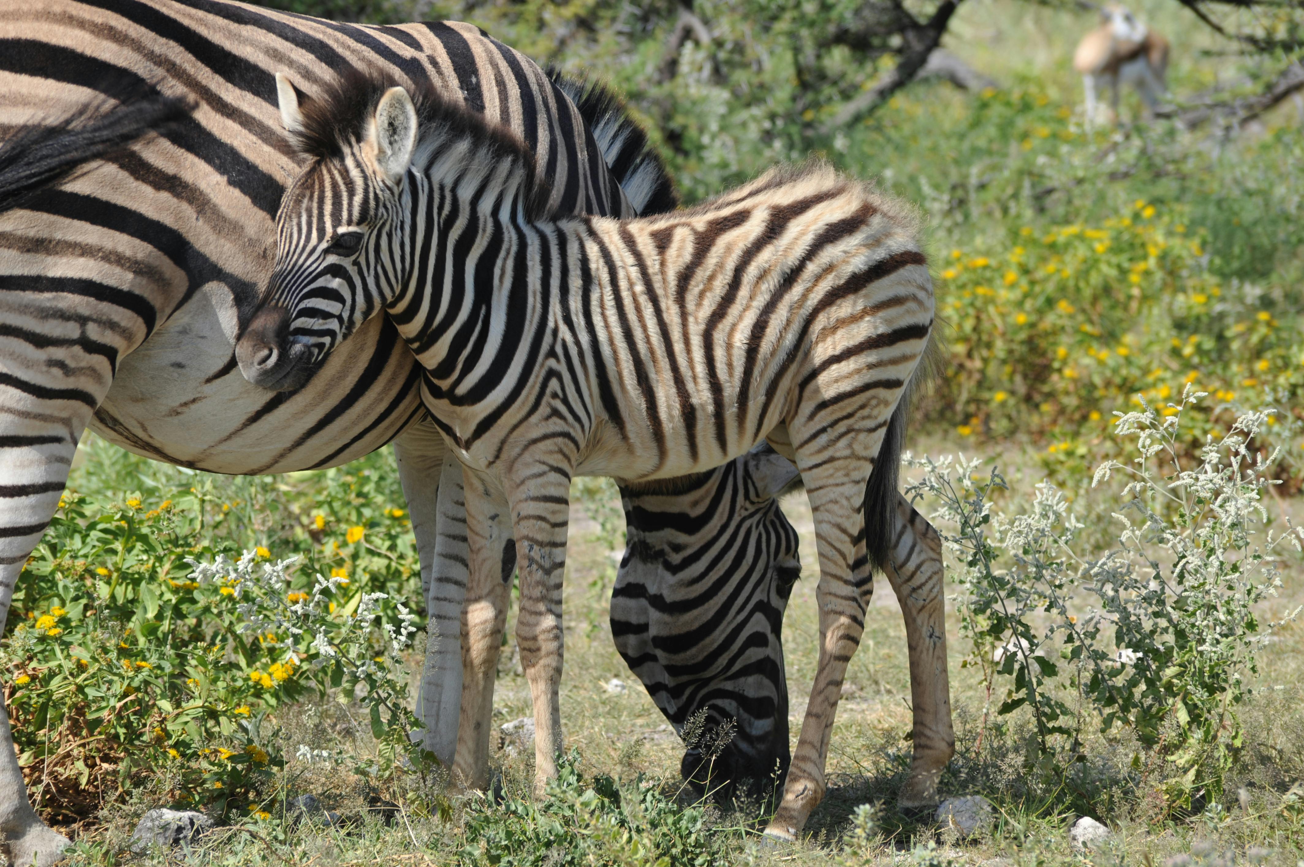 View of an Adult and Baby Zebra Standing on a Field · Free Stock Photo