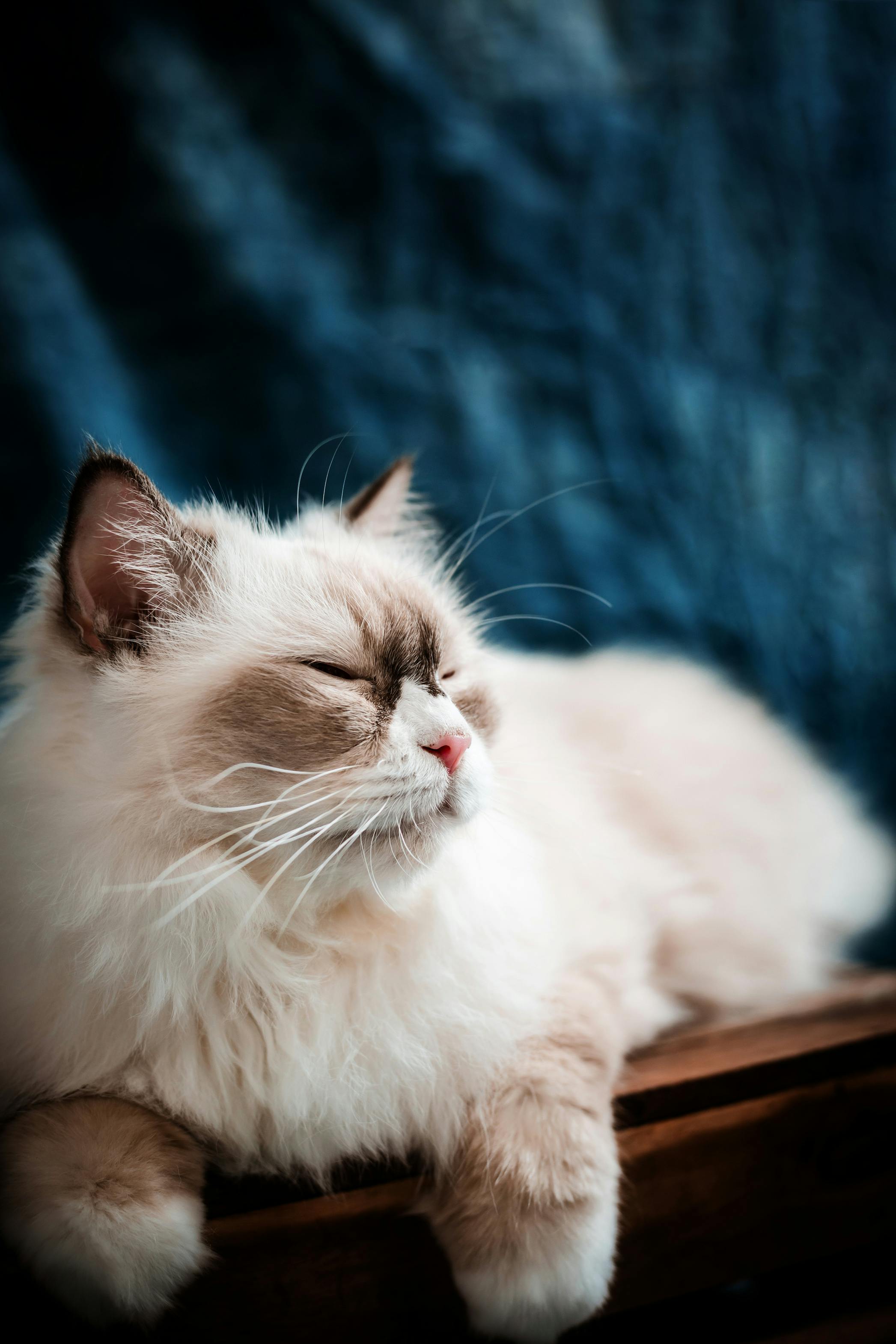 Ragdoll Cat Wallpaper Photos, Download The BEST Free Ragdoll Cat ...