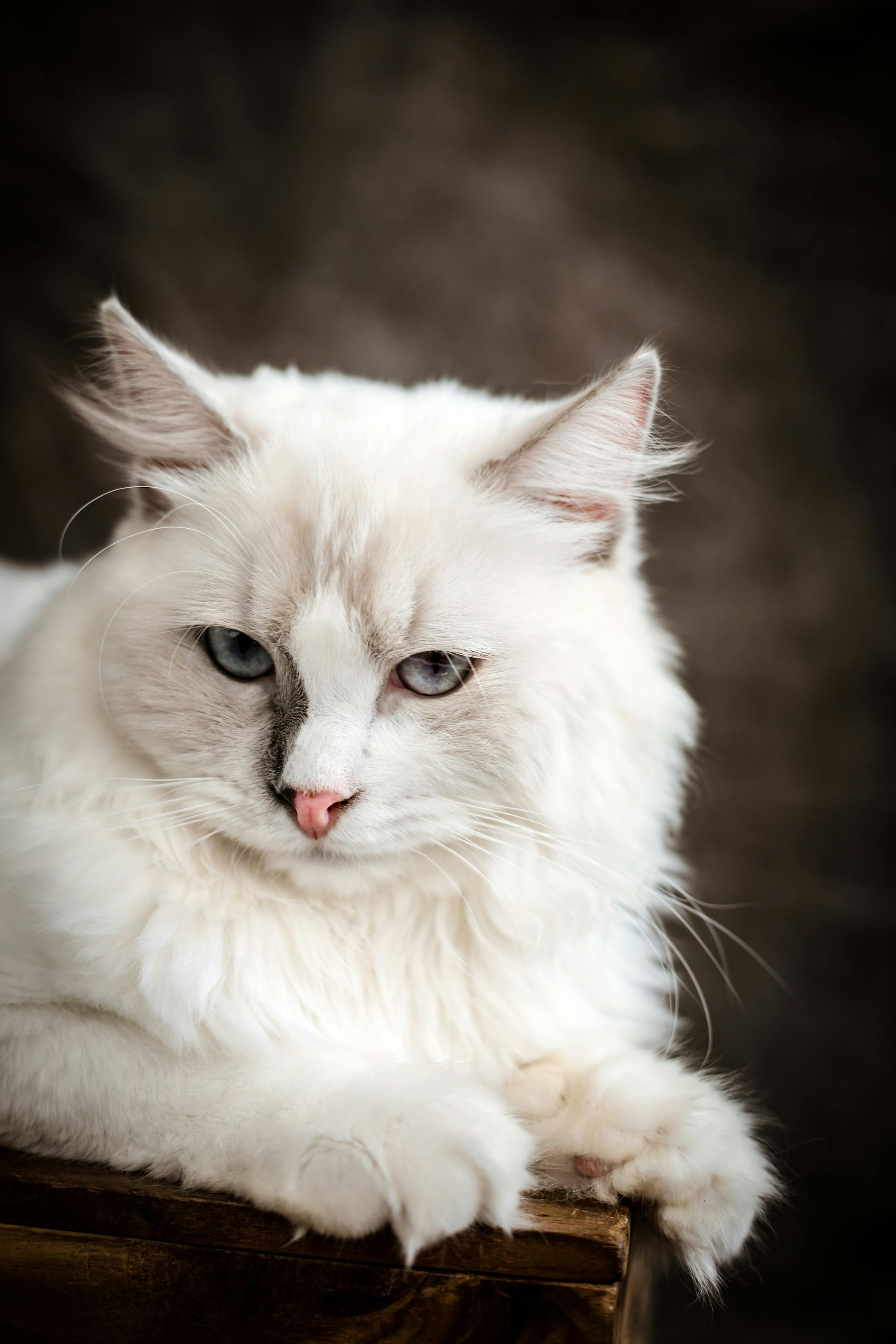 White Cat Lying Down · Free Stock Photo