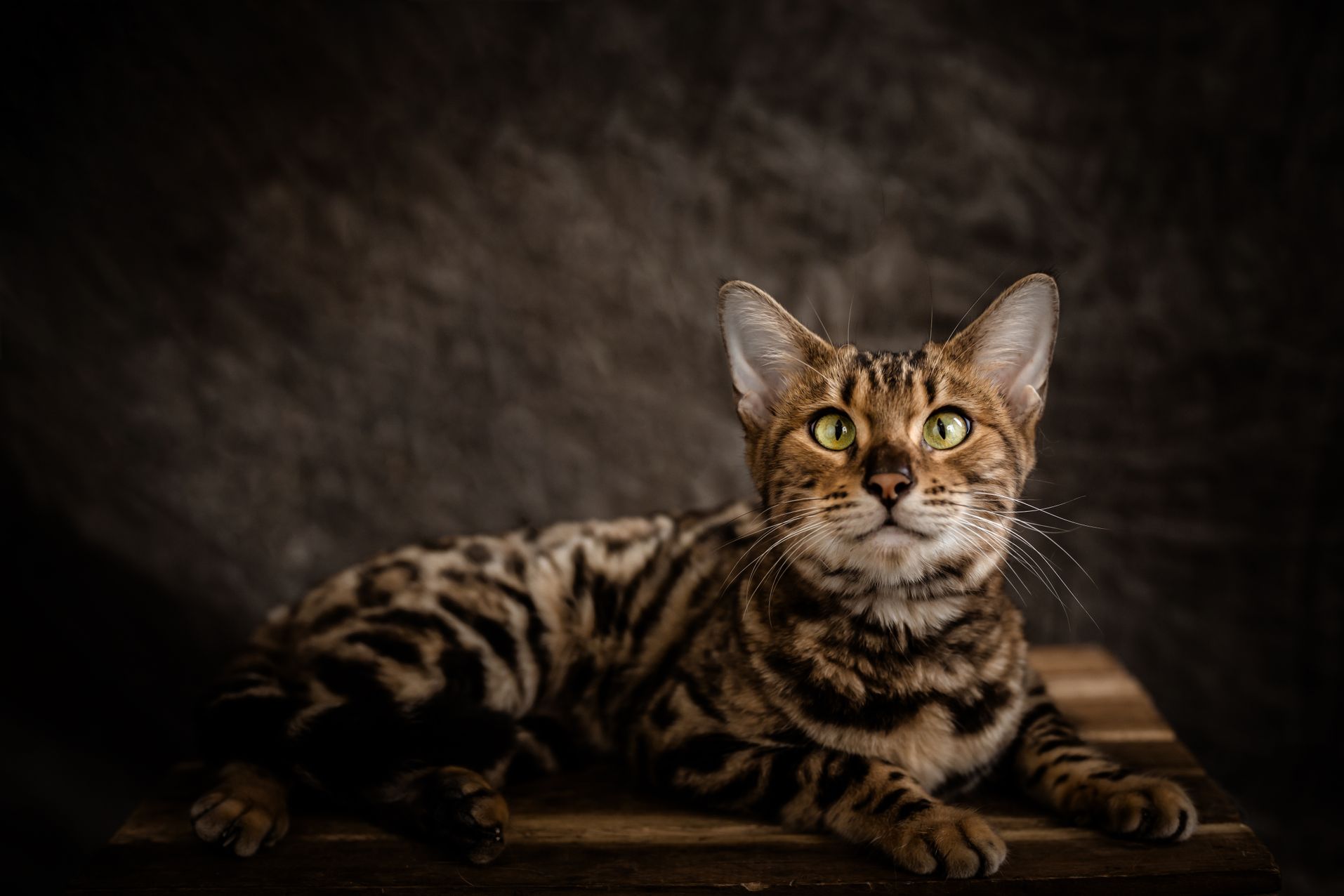 Bengal Tiger Animal: Facts, Habitat, and Conservation