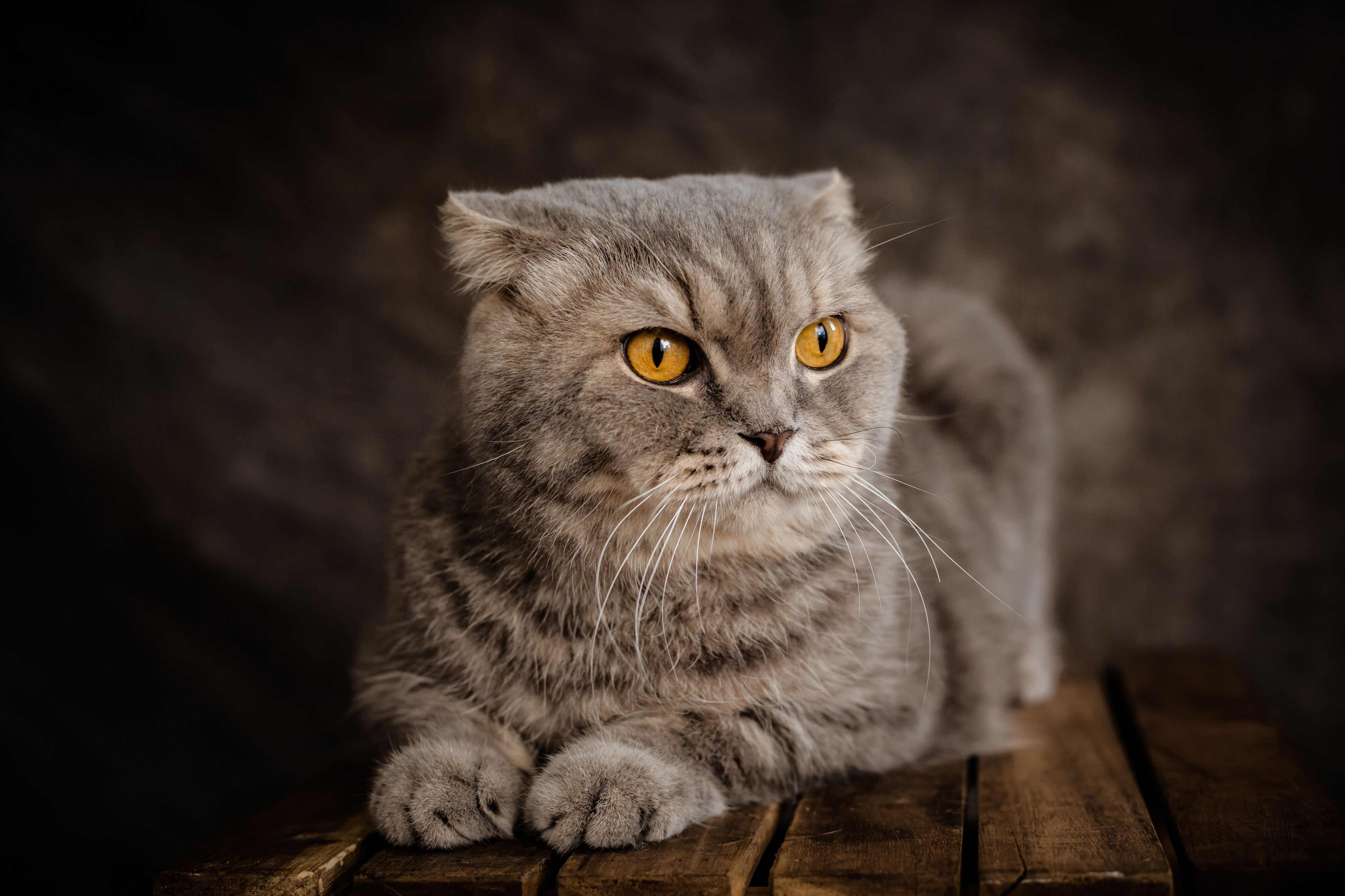 Cat Wallpaper For Desktop Photos, Download The BEST Free Cat Wallpaper ...