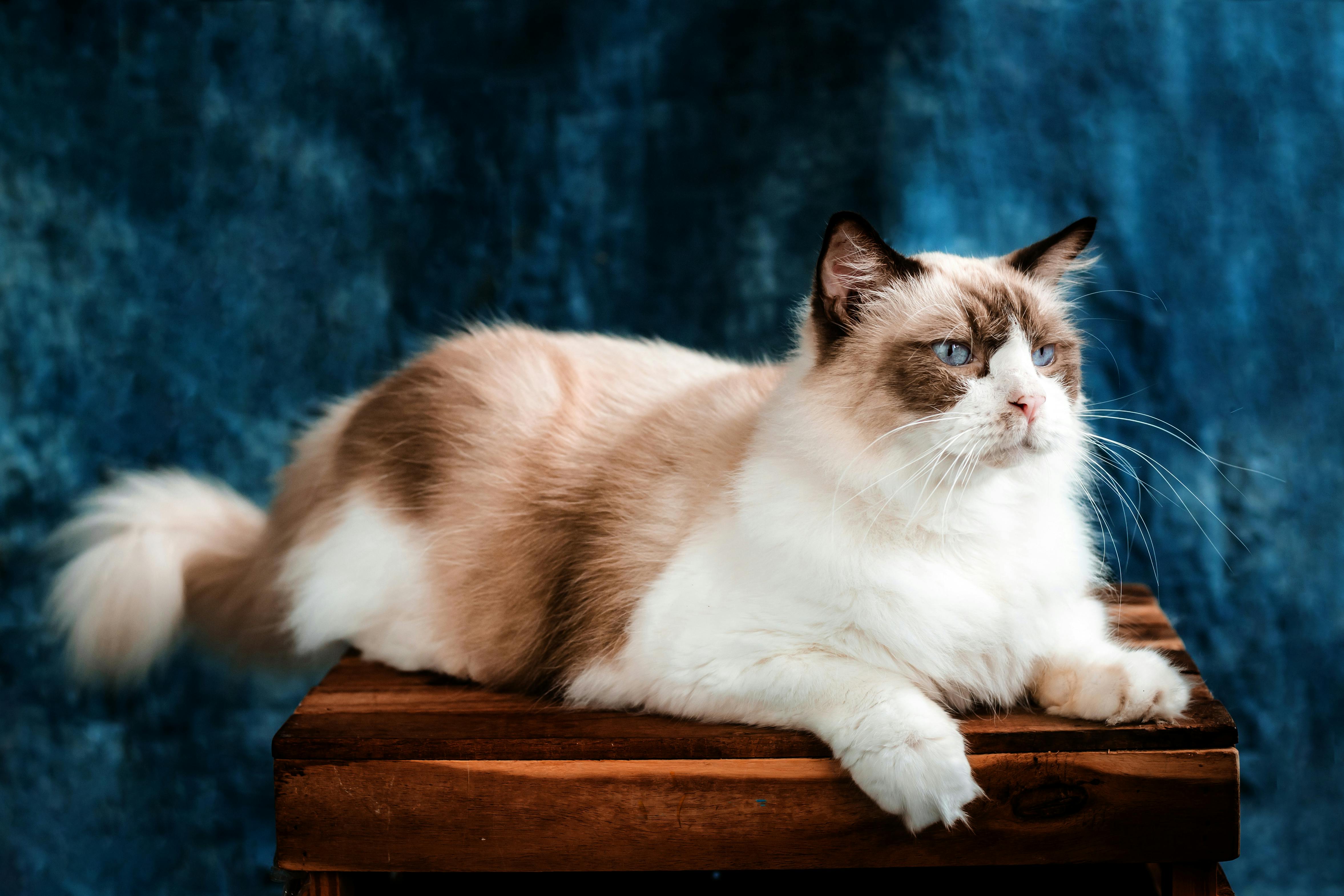Grey And White Fur Cat · Free Stock Photo
