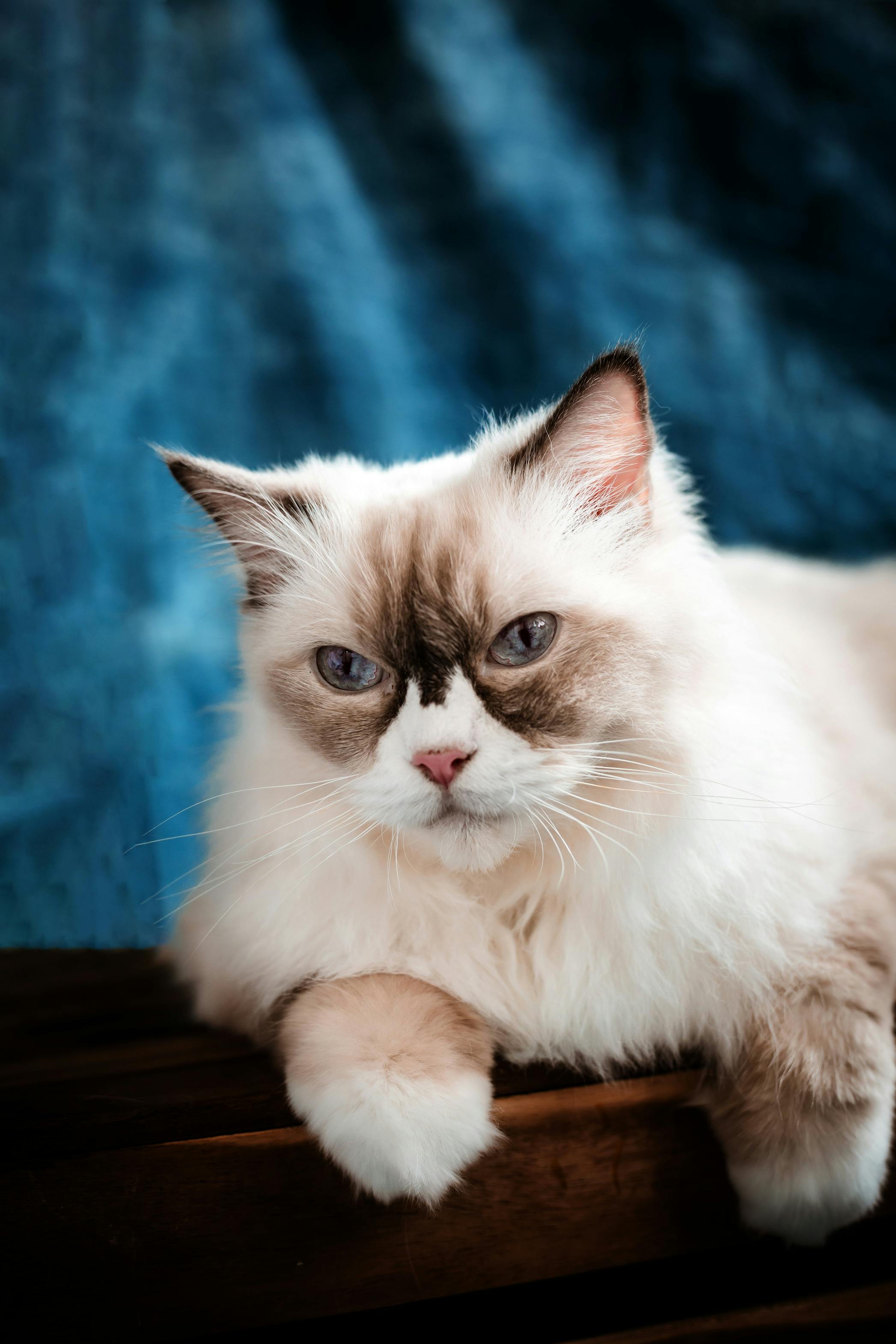 Scared Cat With Raised Fur Photos, Download The BEST Free Scared Cat ...