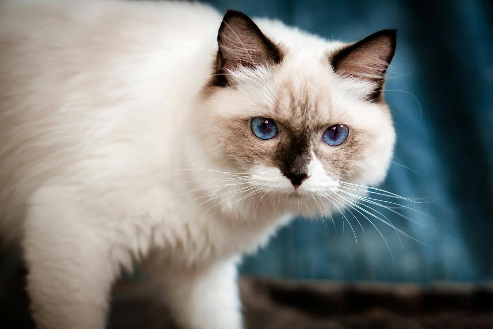 4k Wallpaper White Cat Photos, Download The BEST Free 4k Wallpaper ...