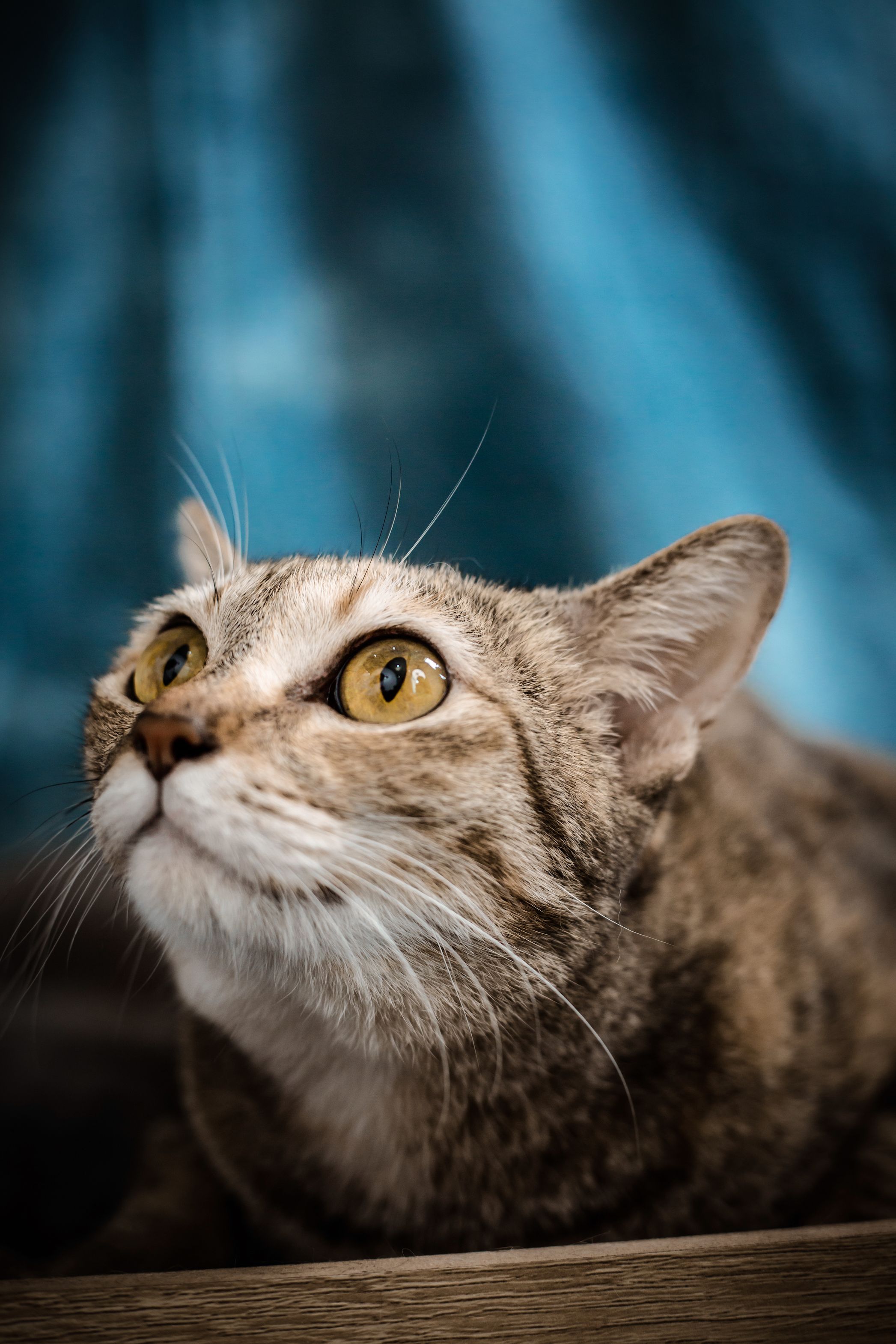 Head of Cat Looking Up · Free Stock Photo