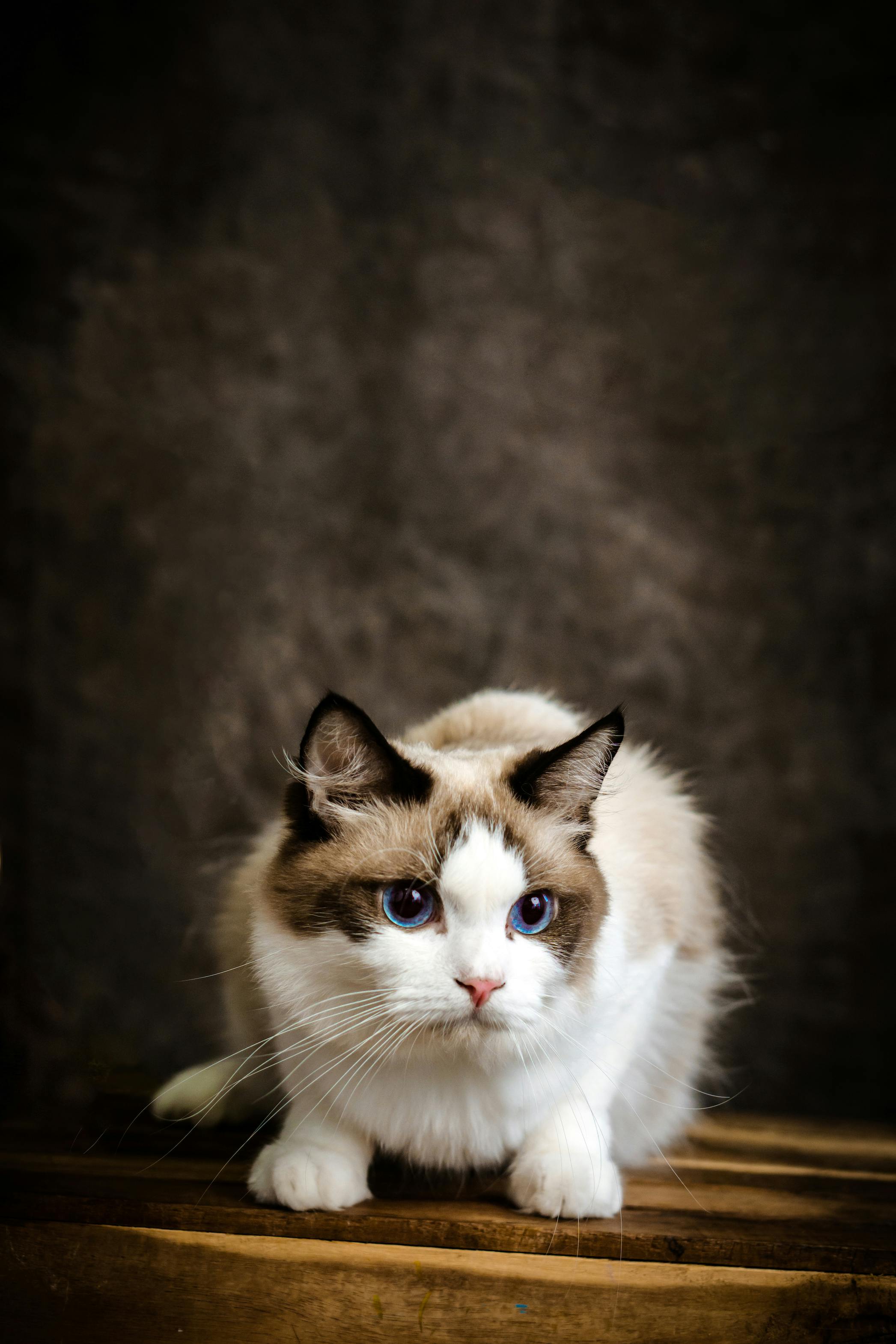 Cat Desktop Backgrounds Photos, Download The BEST Free Cat Desktop ...