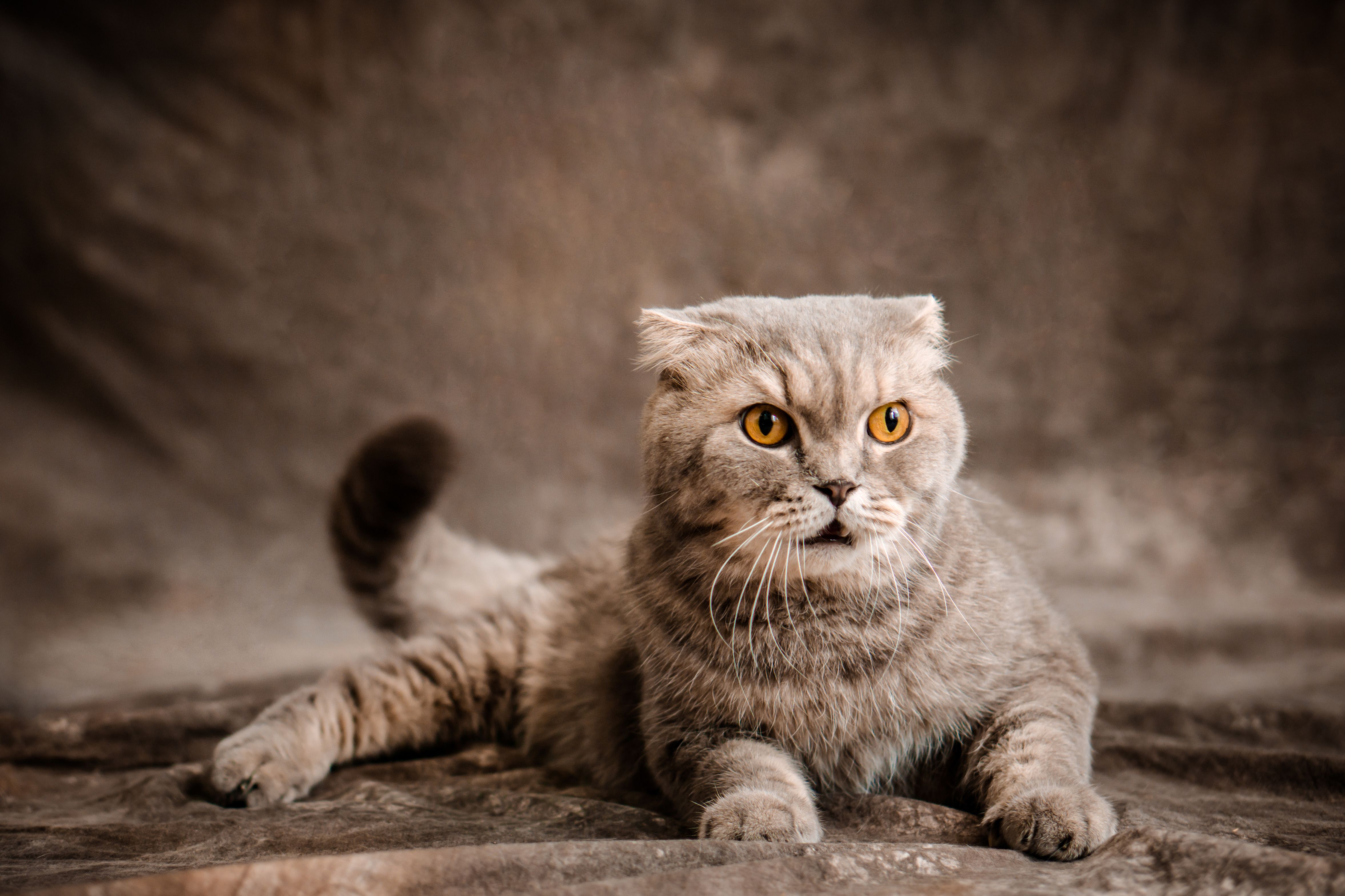 Cat Desktop Wallpaper Photos, Download The BEST Free Cat Desktop ...