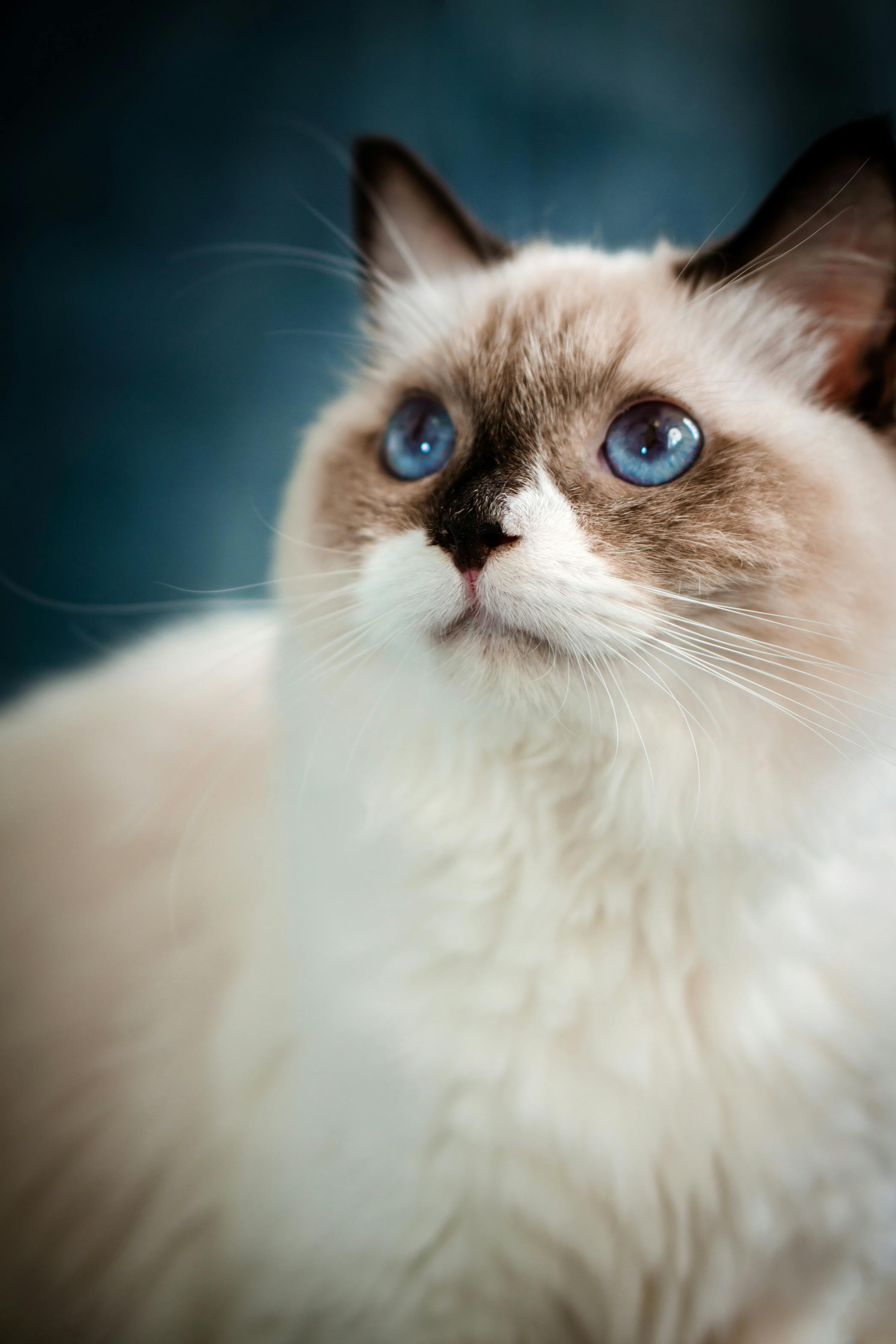 Close-up of a Birman Cat with Blue Eyes · Free Stock Photo