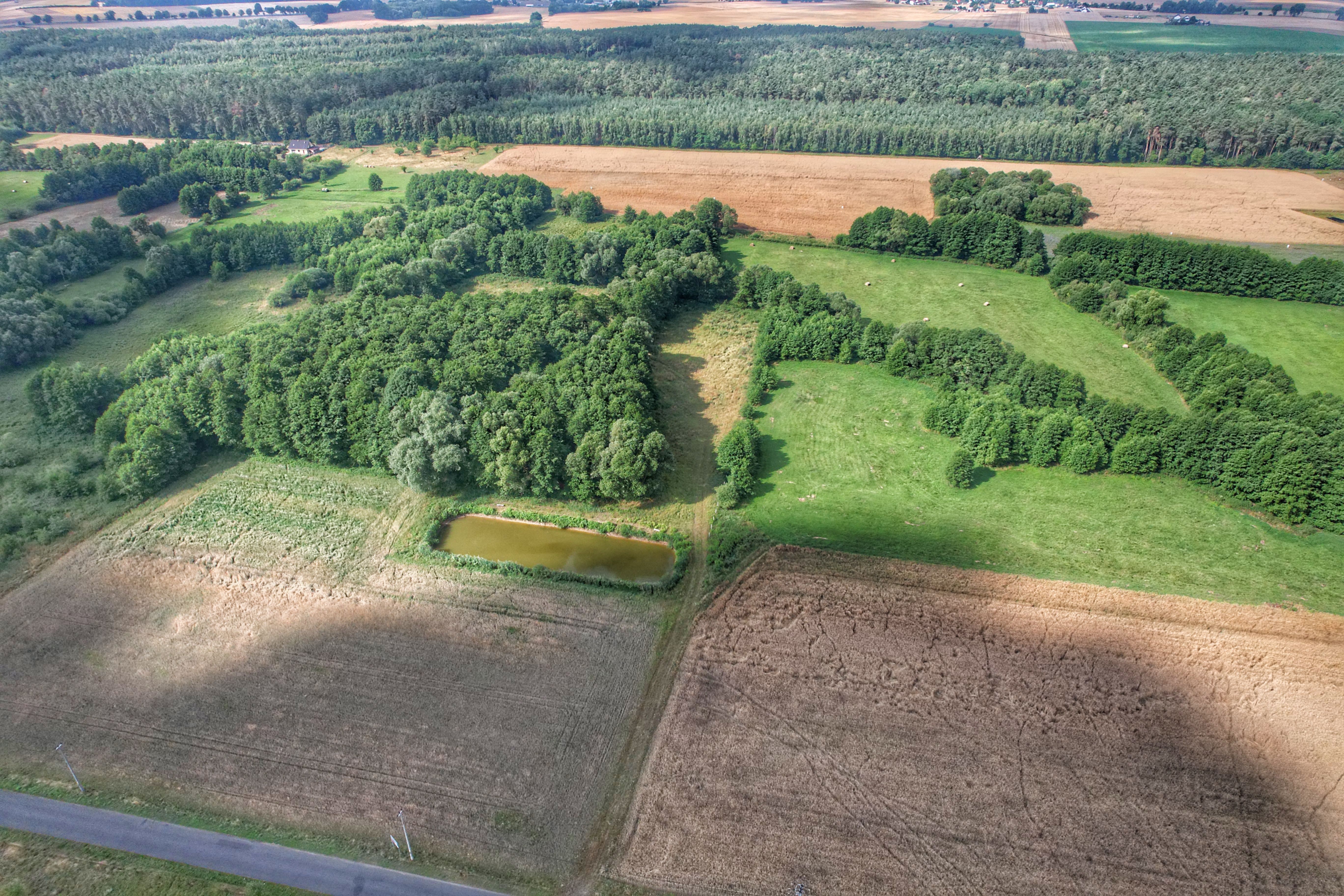 Forest and Fields in Countryside · Free Stock Photo
