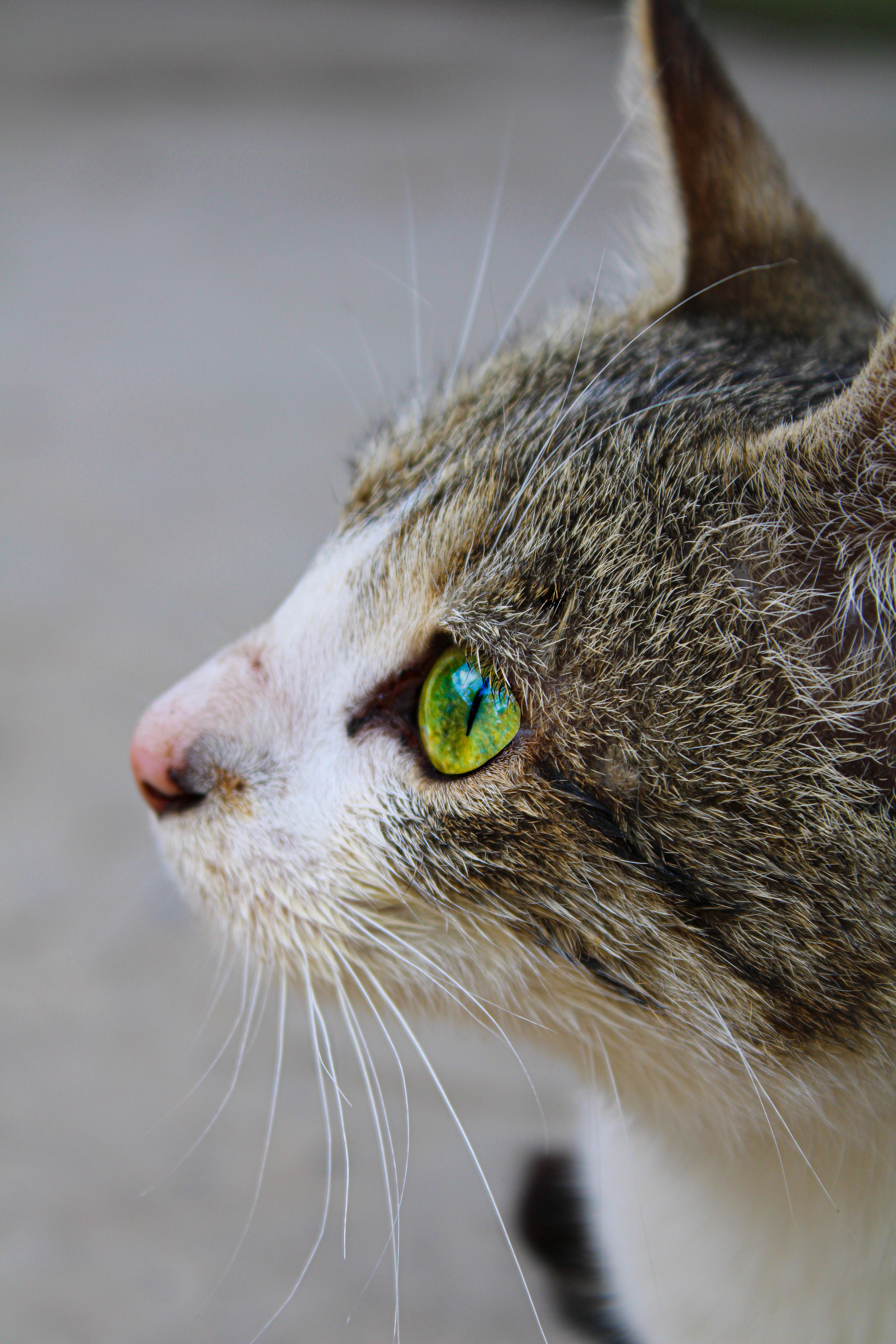 Head of Cat · Free Stock Photo