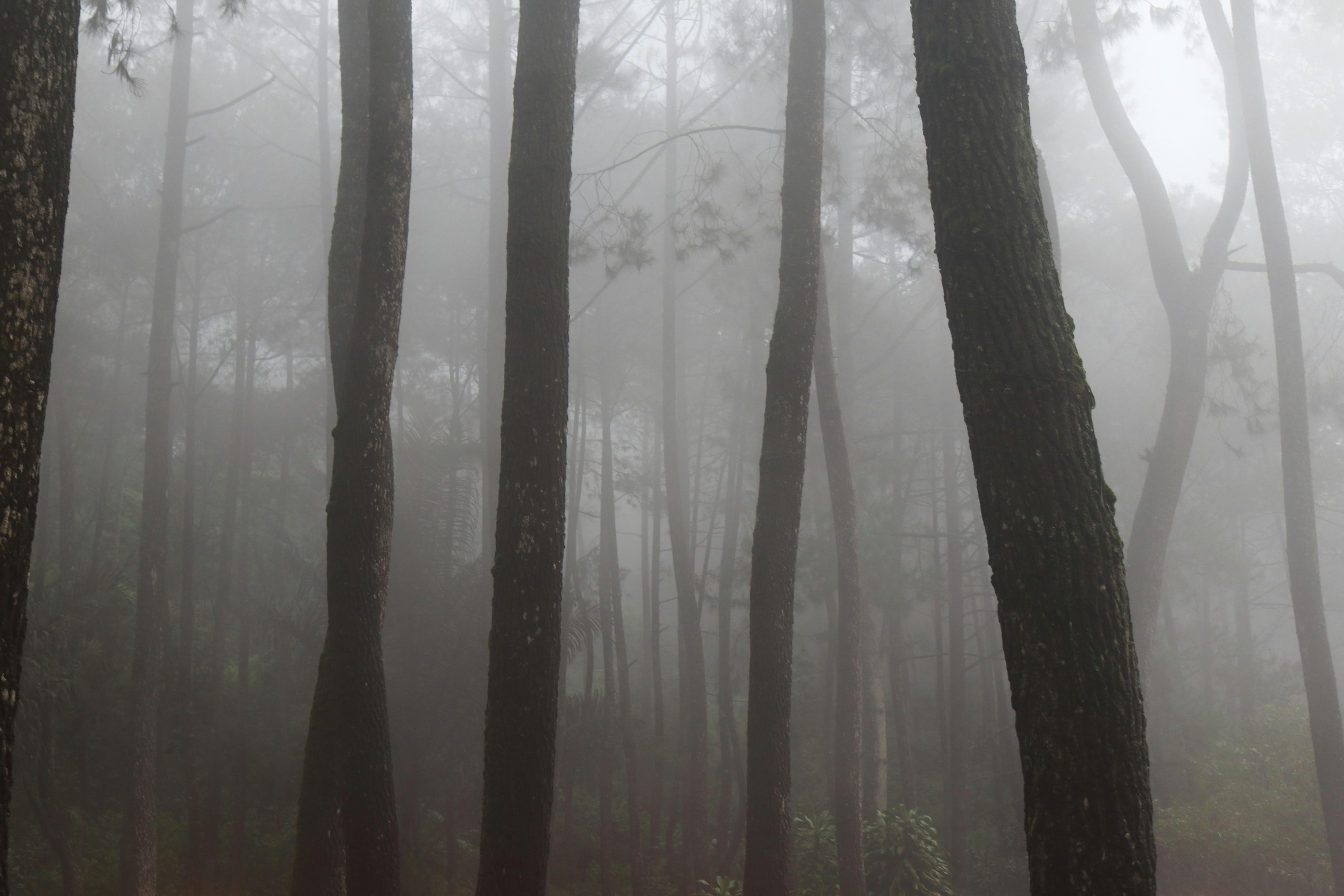Fog in Deep Forest · Free Stock Photo