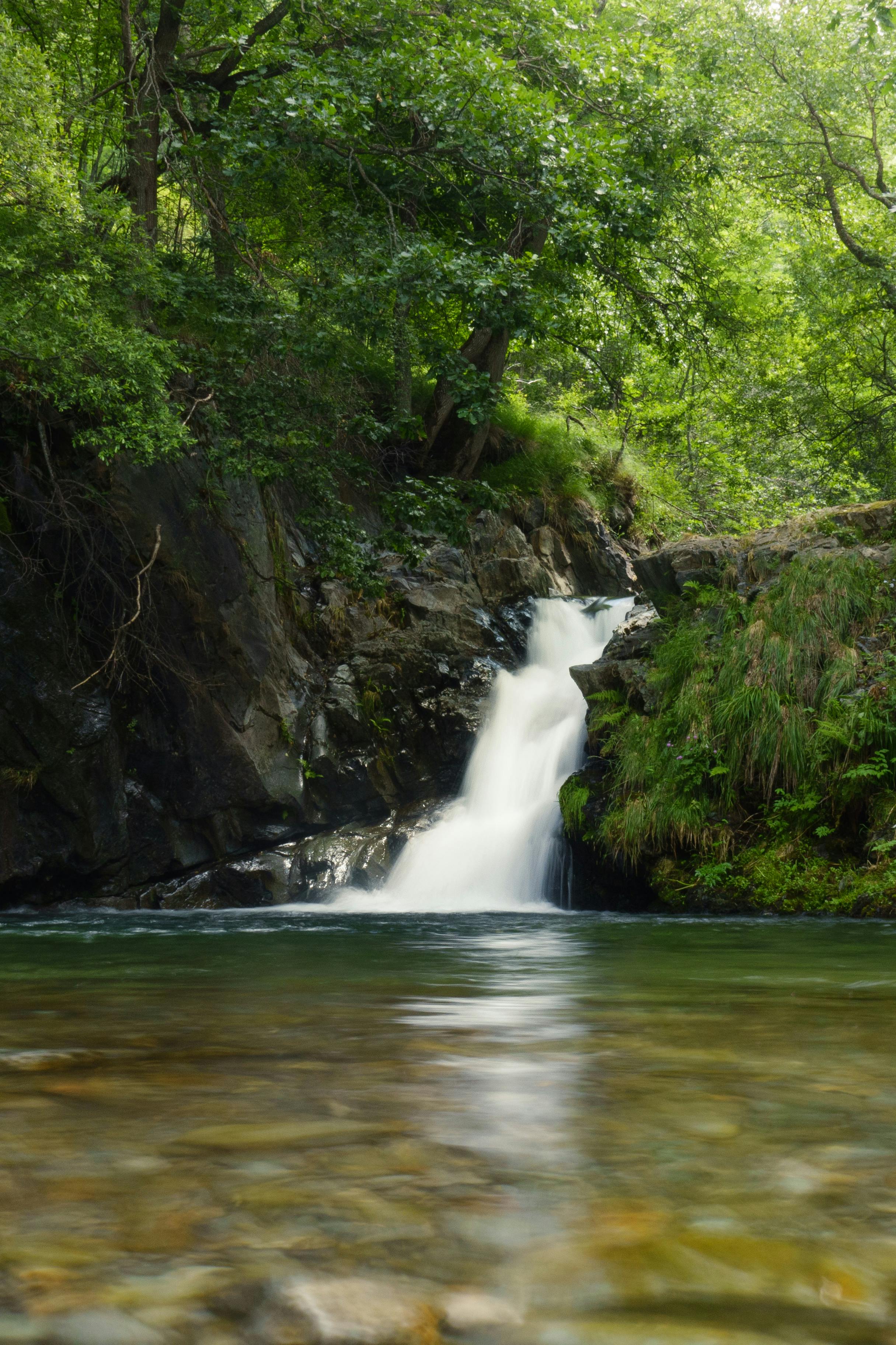 Waterfall among Trees in Forest · Free Stock Photo