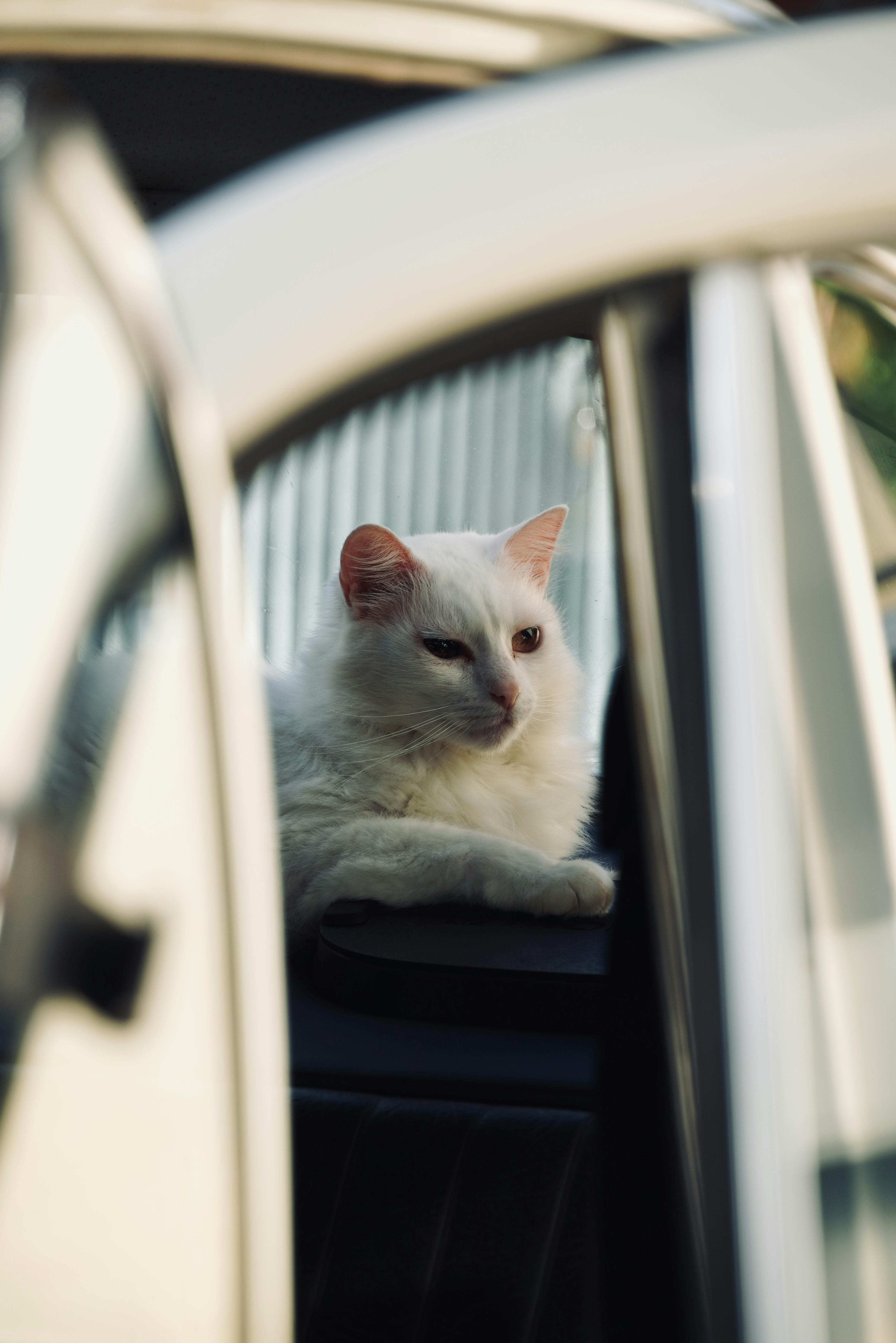 4k Double Cat Car Wallpaper Photos, Download The BEST Free 4k Double ...
