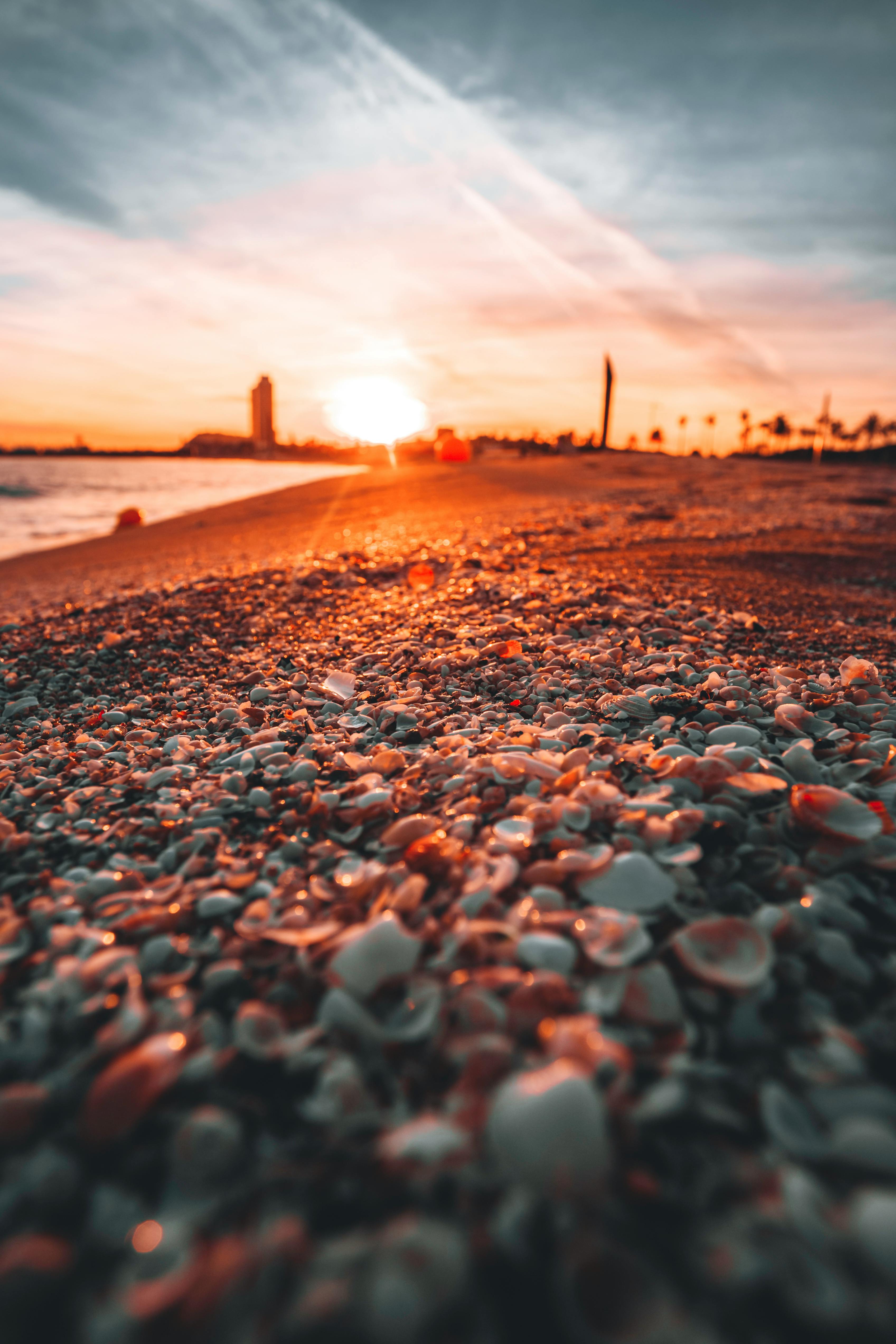 Close-up of a Coconut and Seashells Lying on a Beach in Sunlight · Free ...