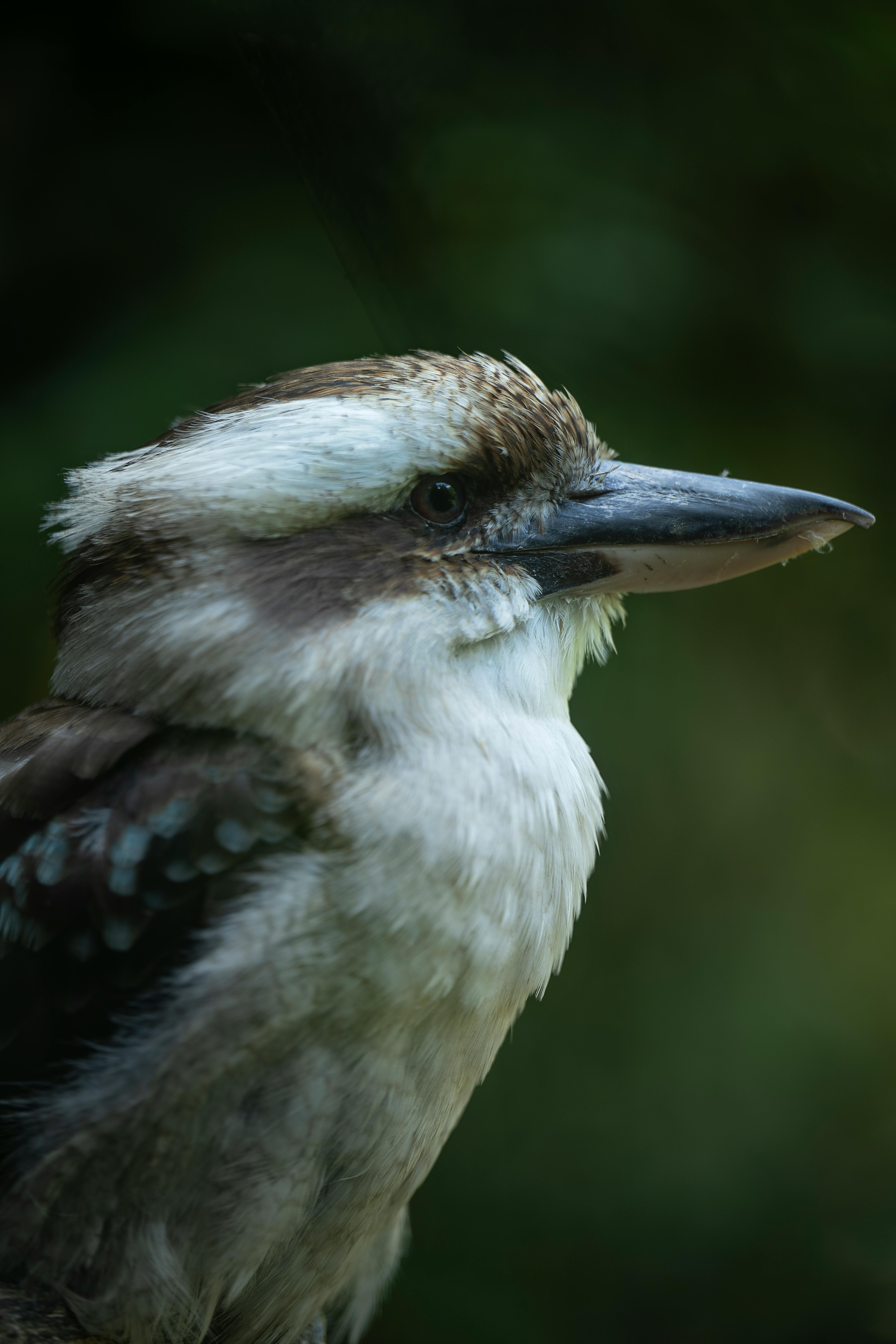 Small Beige and Brown Bird · Free Stock Photo