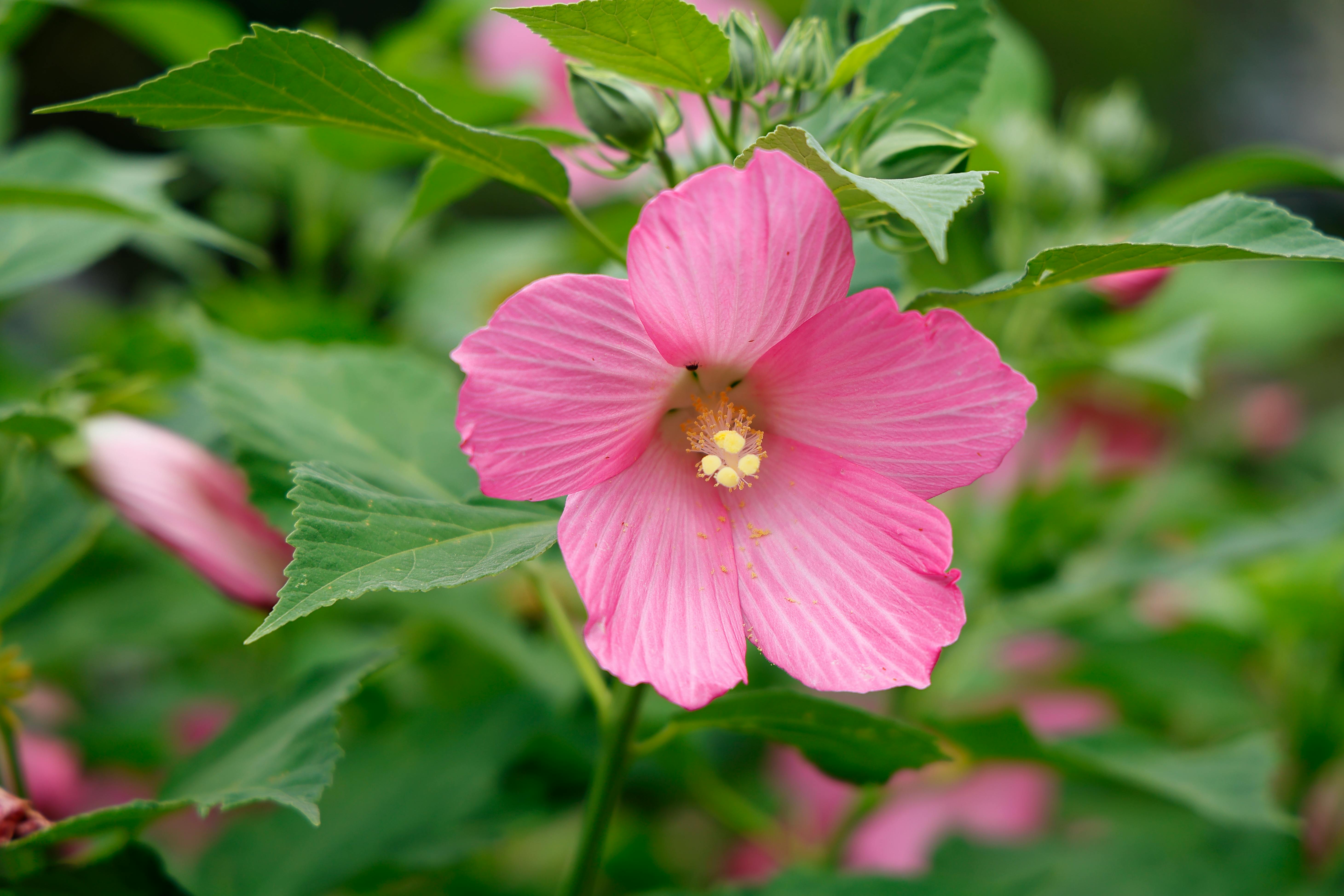 Pink Cape Mallow Flowers and Buds · Free Stock Photo