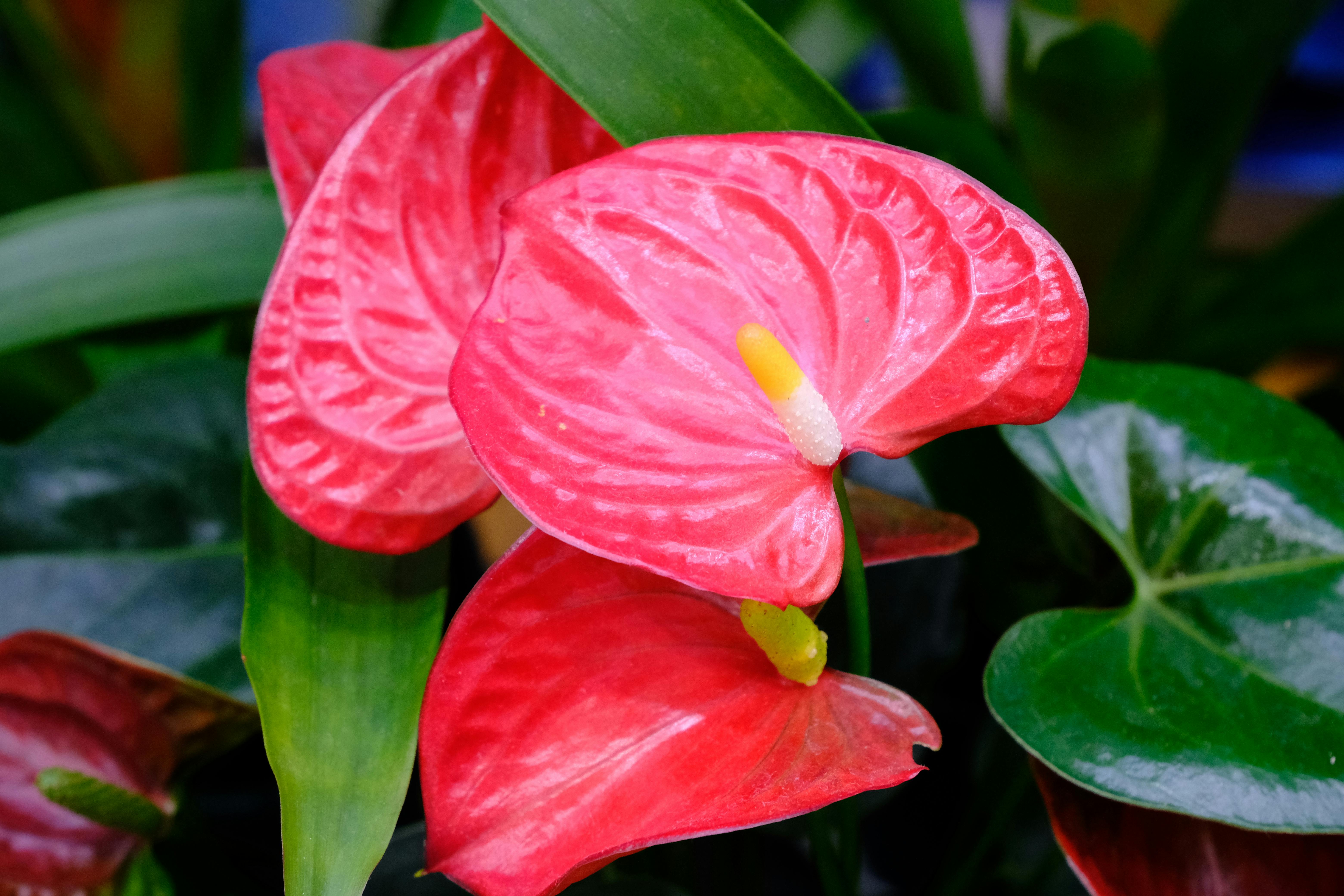 Red Flamingo Flower · Free Stock Photo