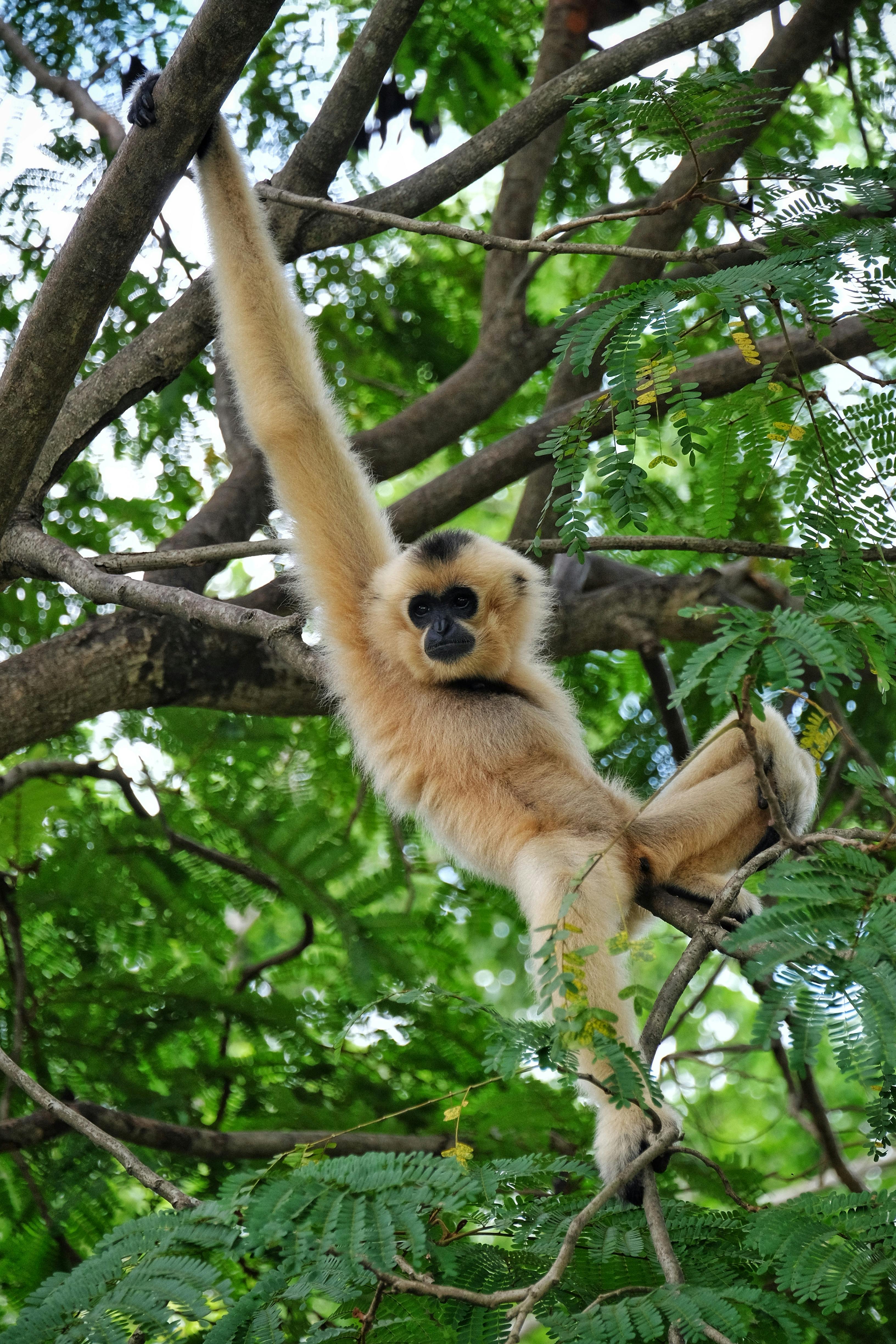 Gibbon Hanging on Tree Branches · Free Stock Photo