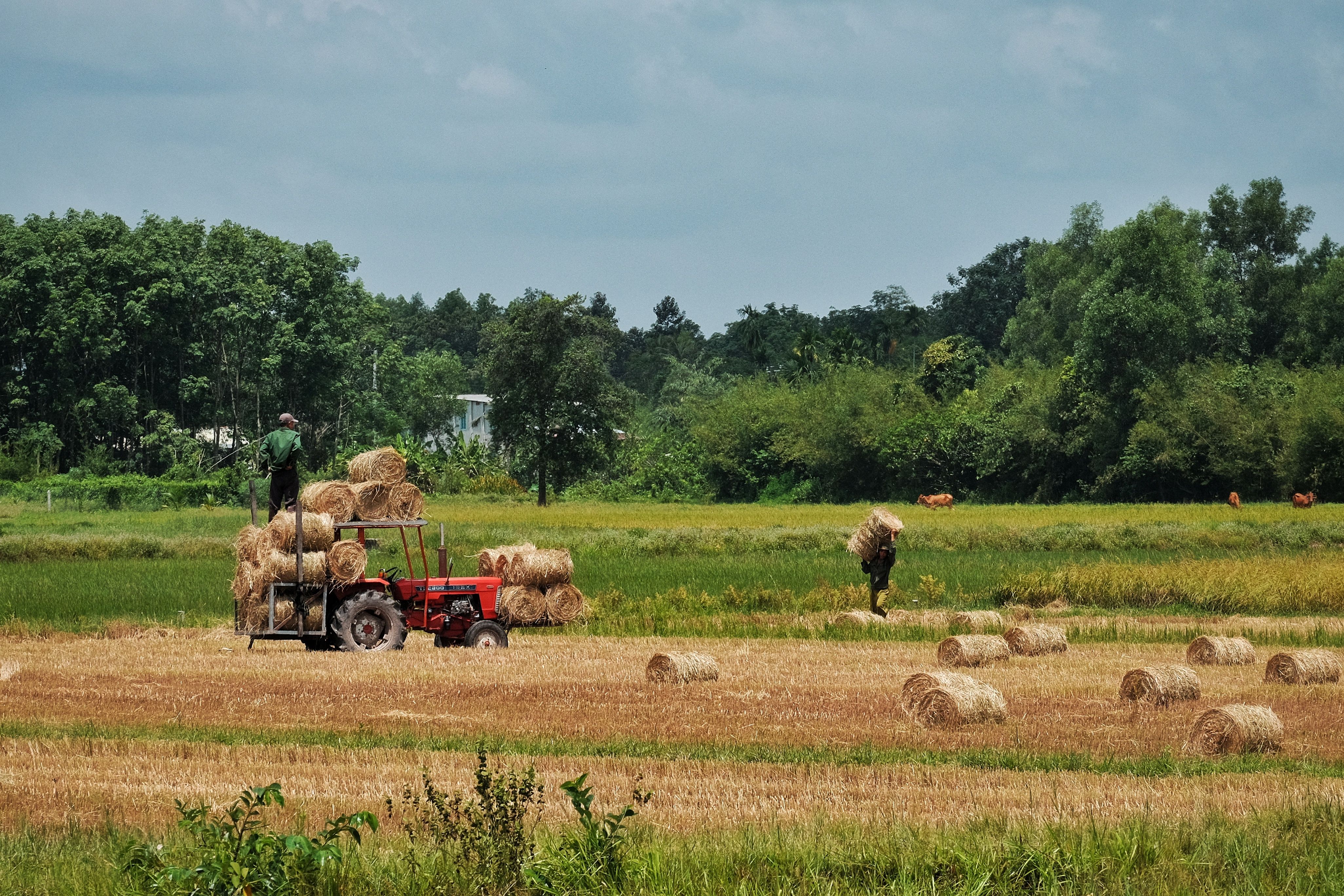 Man Carrying Sheaves of Hay · Free Stock Photo