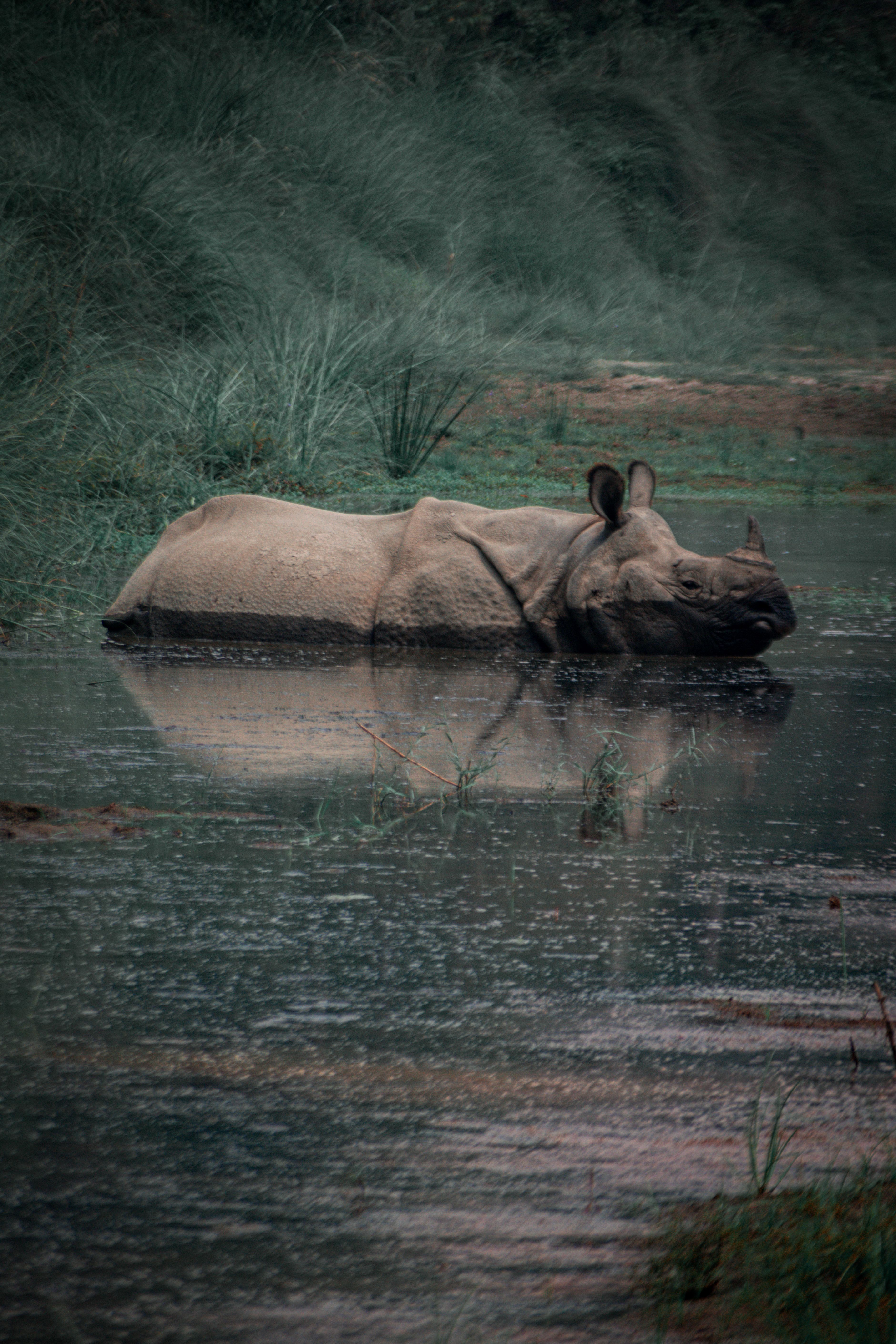 Chitwan National Park Nepal Photos, Download The BEST Free Chitwan ...