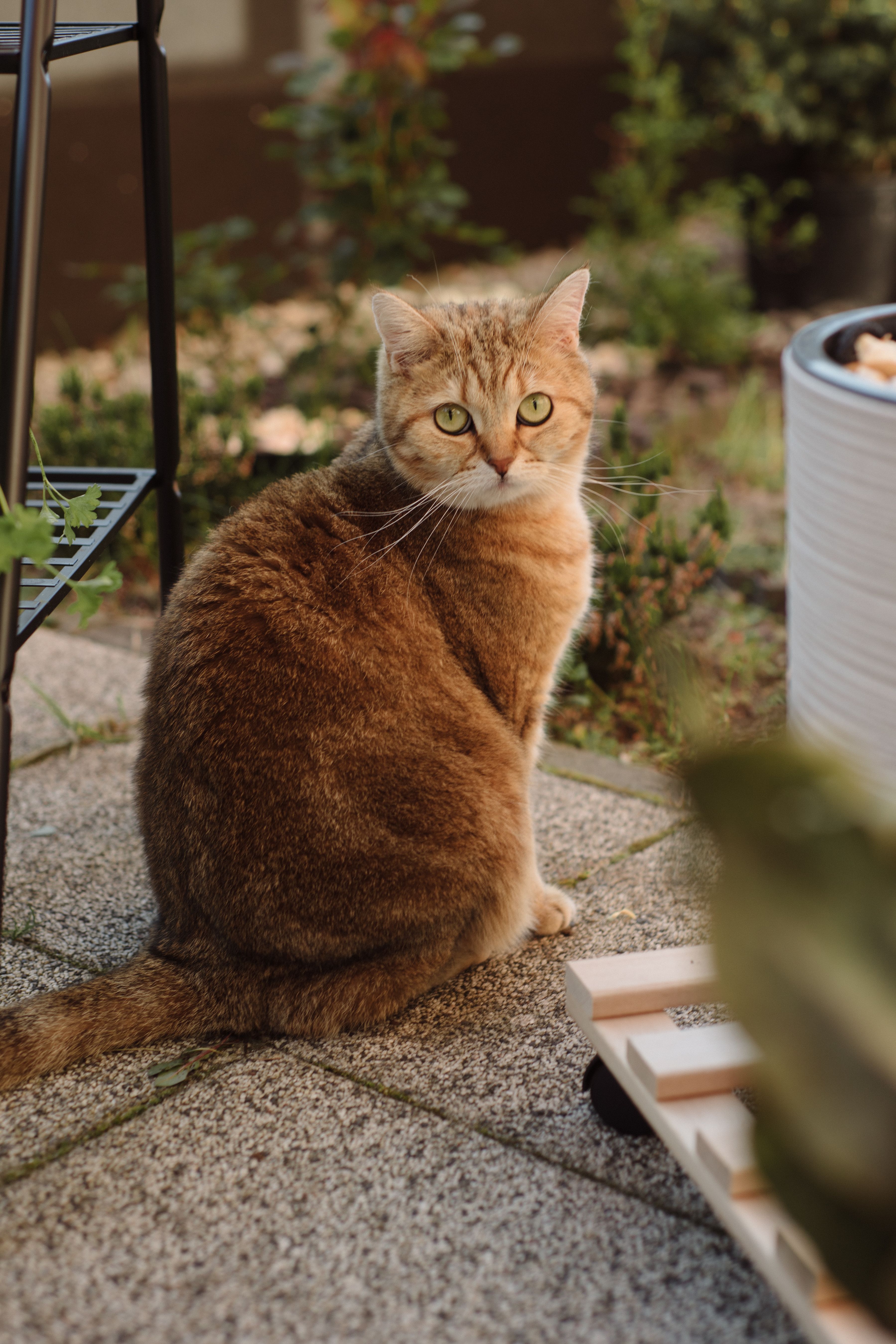 Ginger Cat Sitting · Free Stock Photo