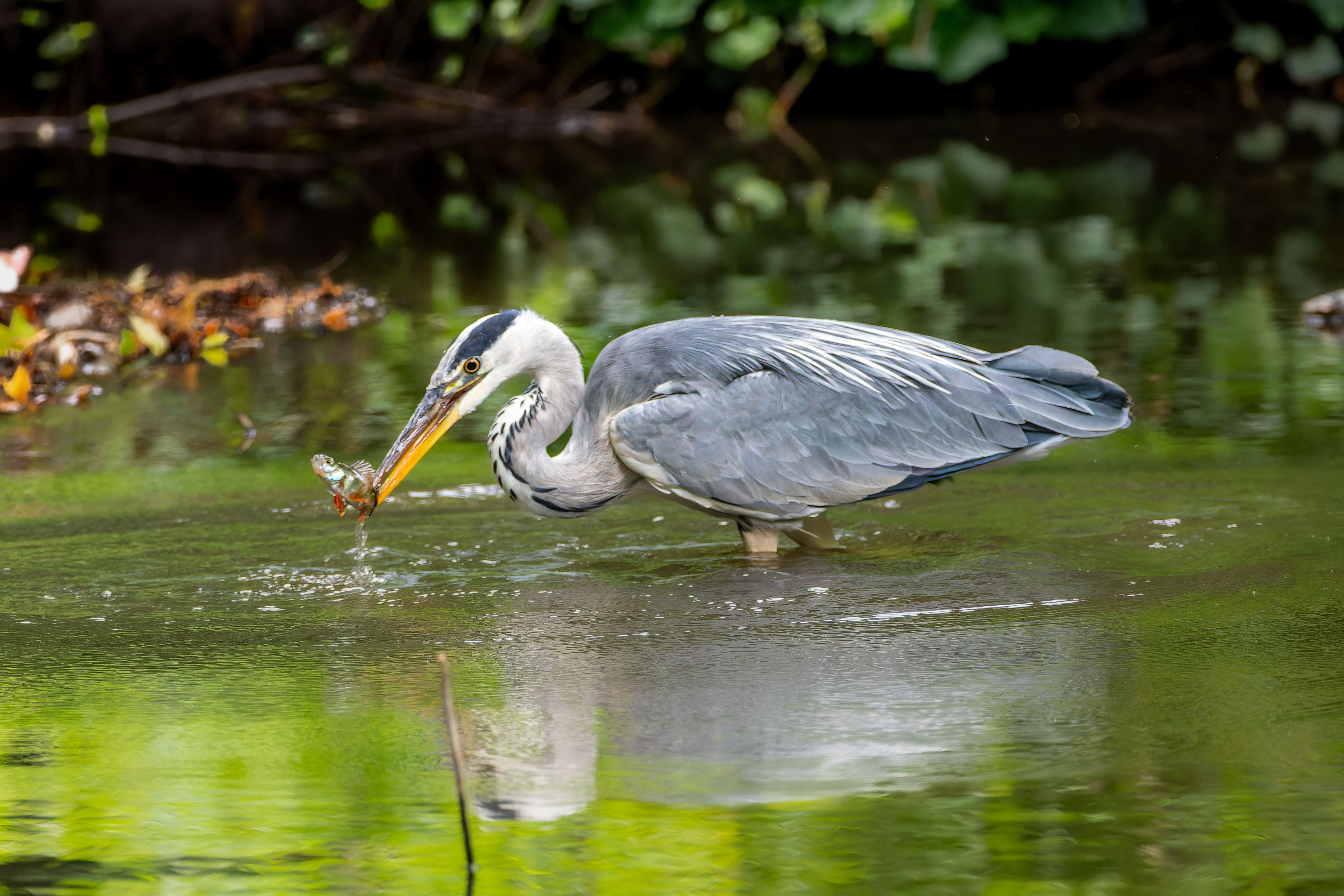 Food Chain Ecosystem Photos, Download The BEST Free Food Chain ...