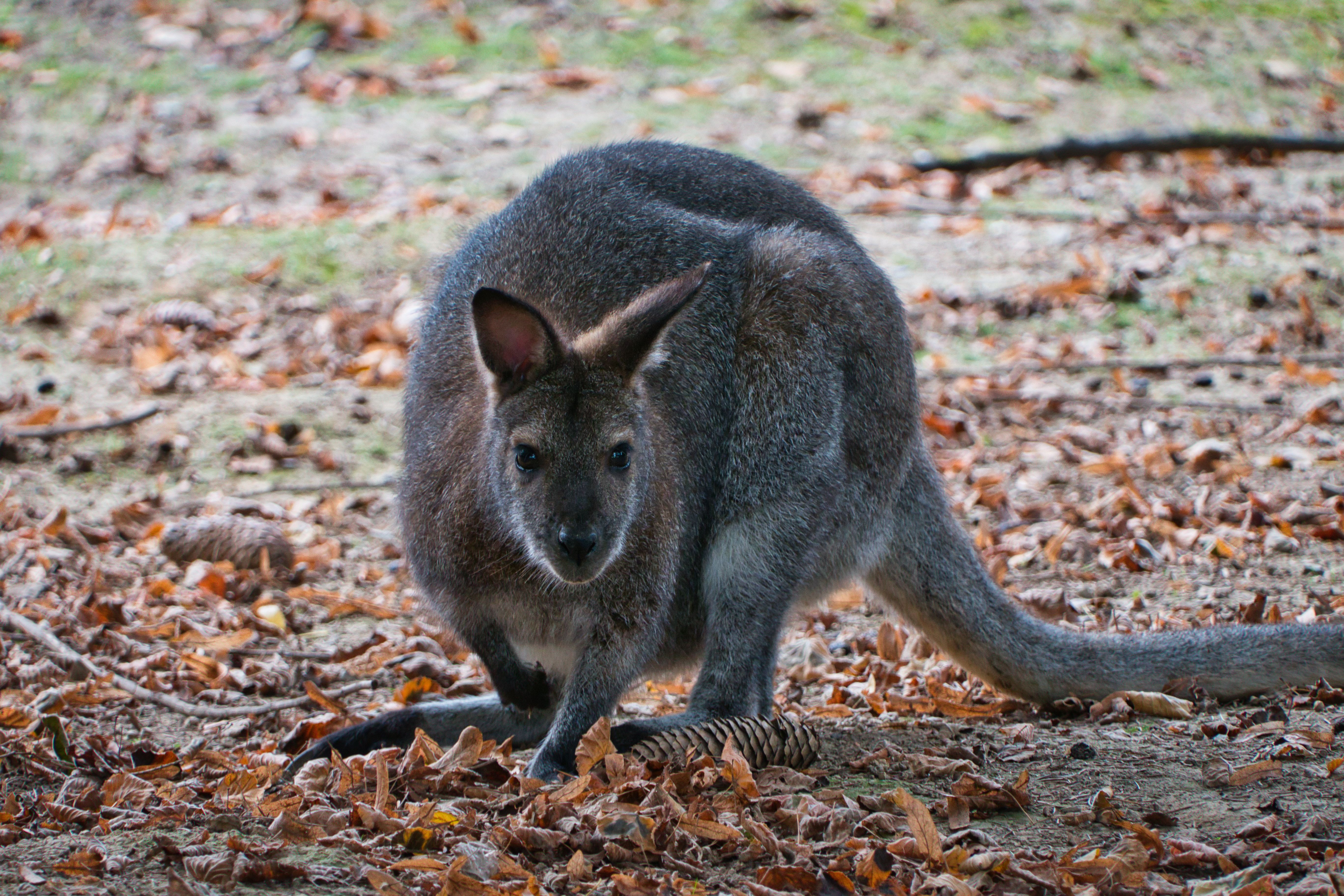 Close-up of Wallaby · Free Stock Photo