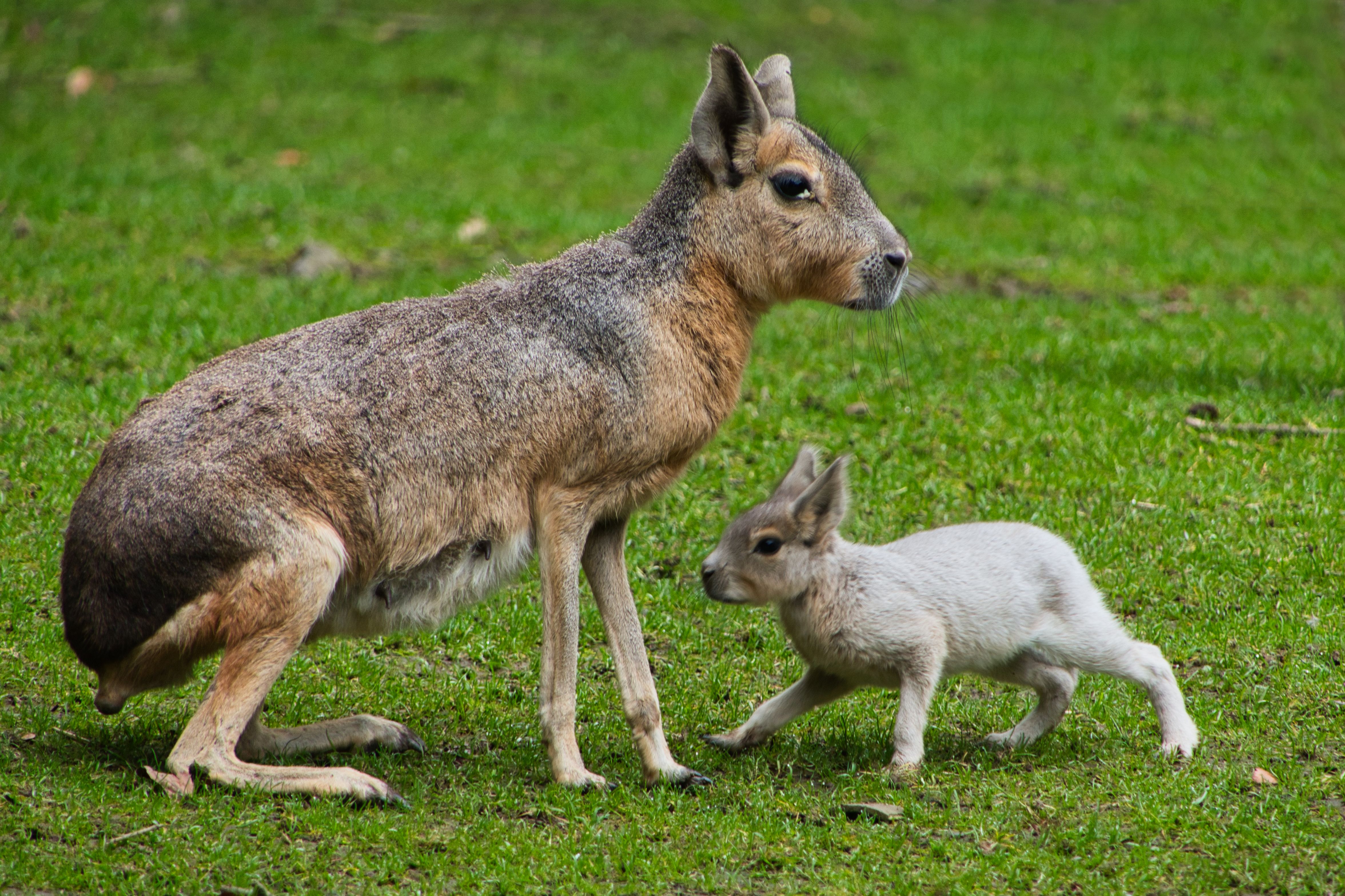 A Mara with a Baby on a Field · Free Stock Photo