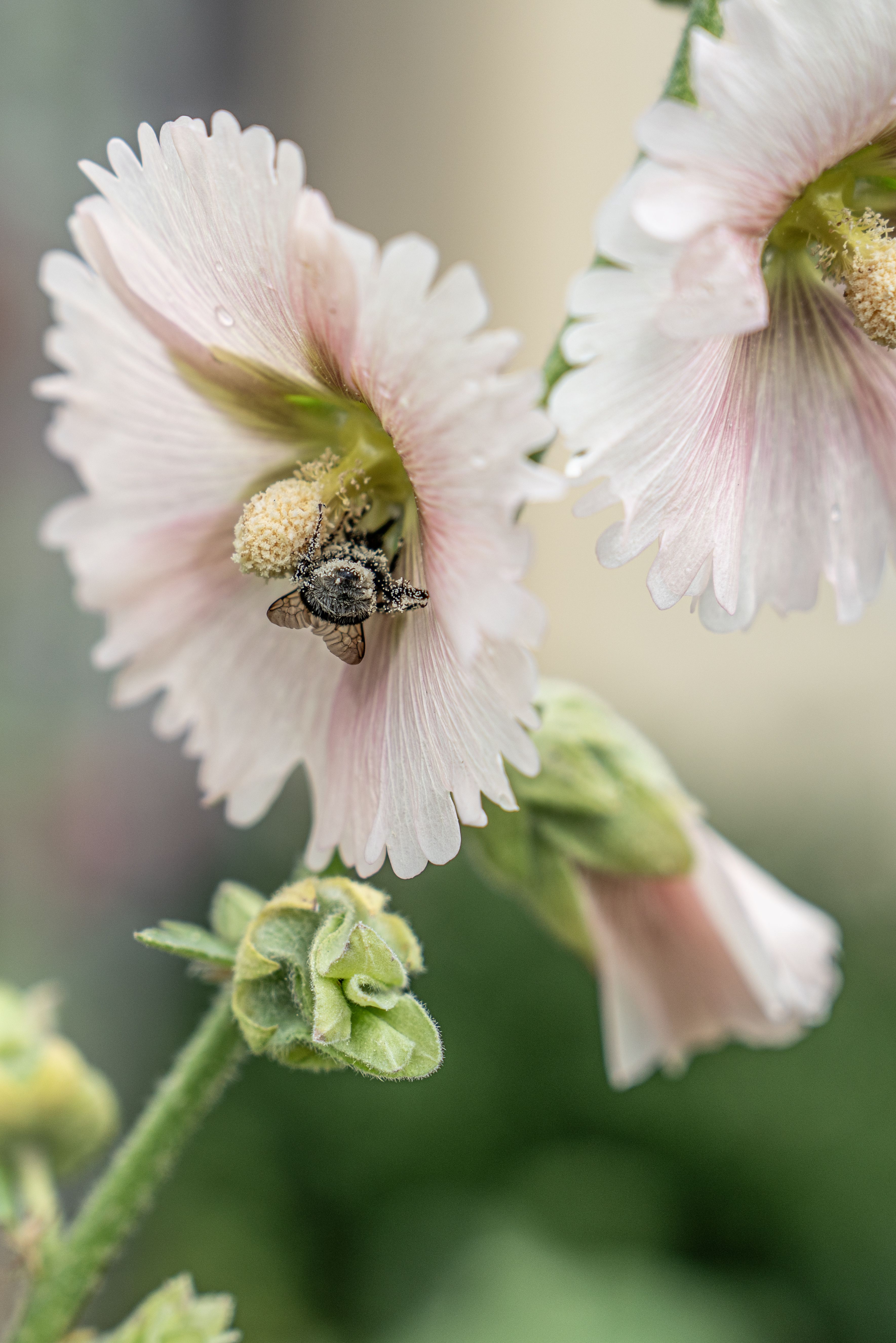 Bee in Flower · Free Stock Photo