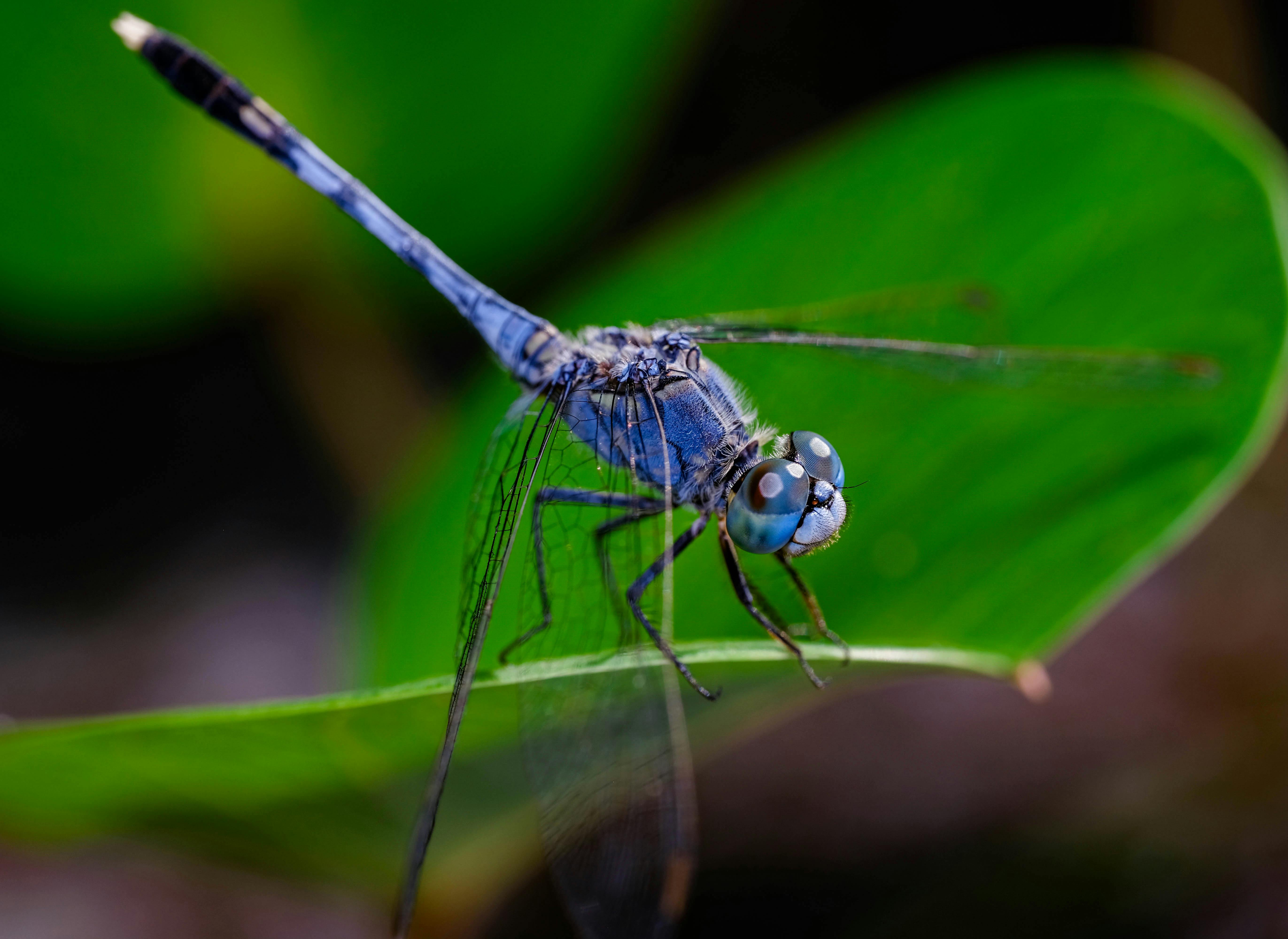 Close-up of a Dragonfly · Free Stock Photo