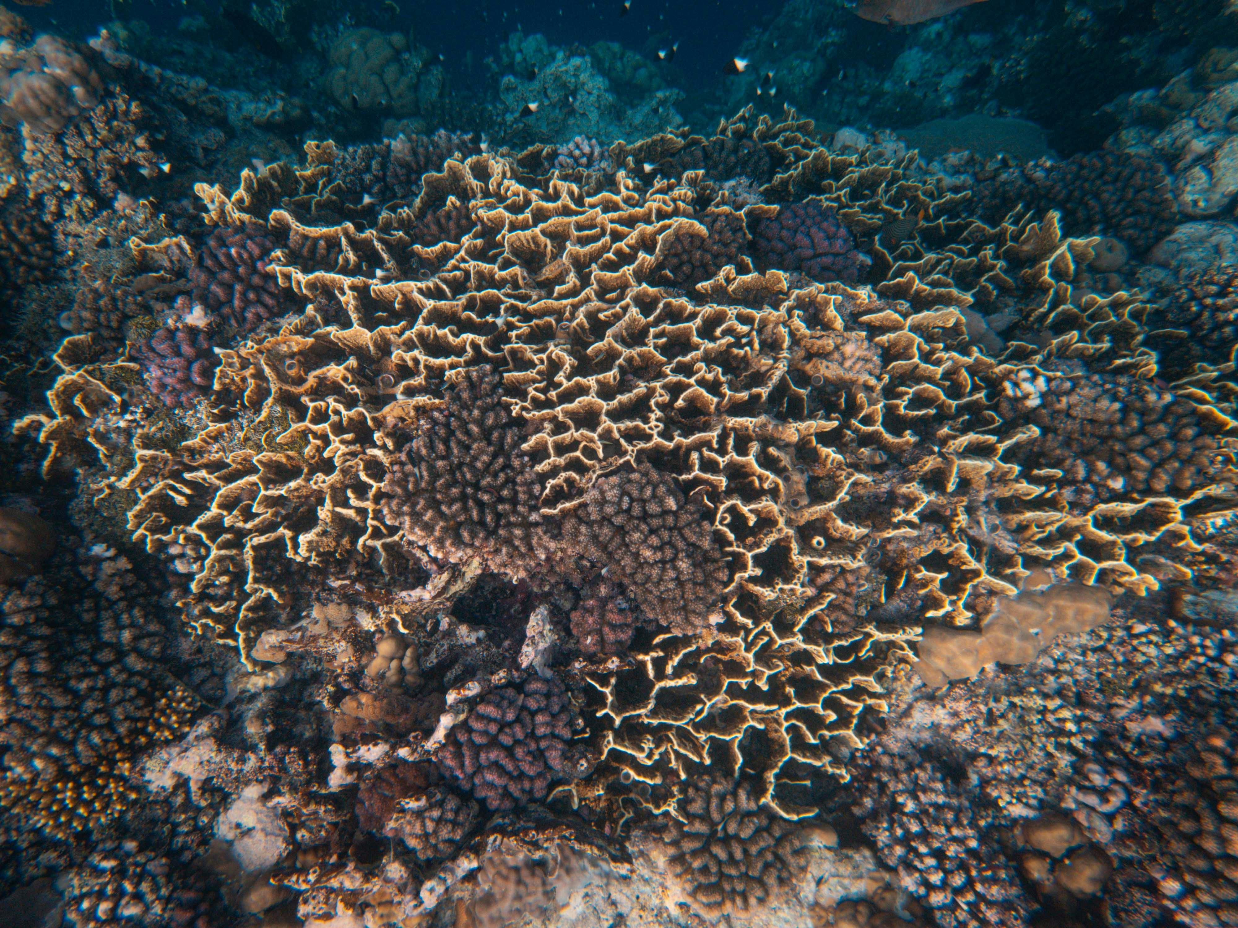 Close up of Coral Reef · Free Stock Photo