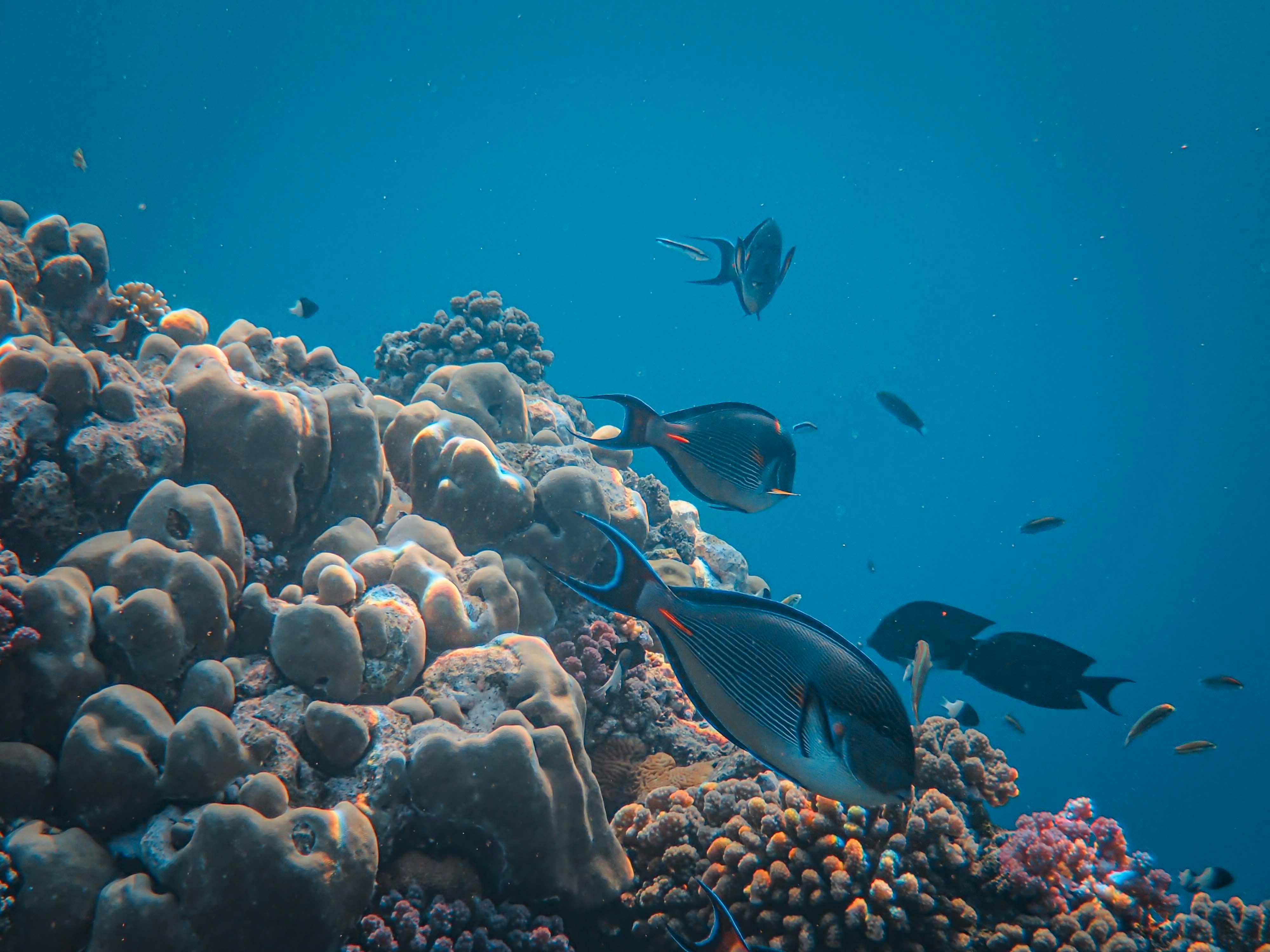 Fish and a Coral Reef Underwater · Free Stock Photo