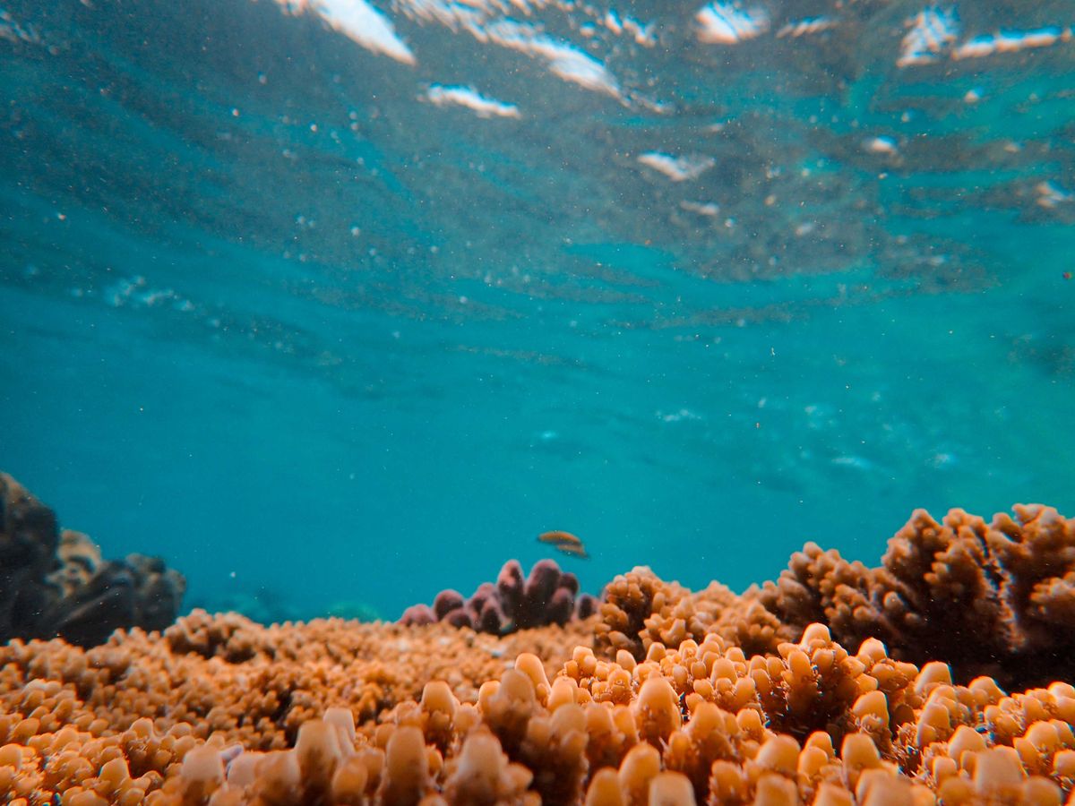 Ocean Floor Photos, Download The BEST Free Ocean Floor Stock Photos ...