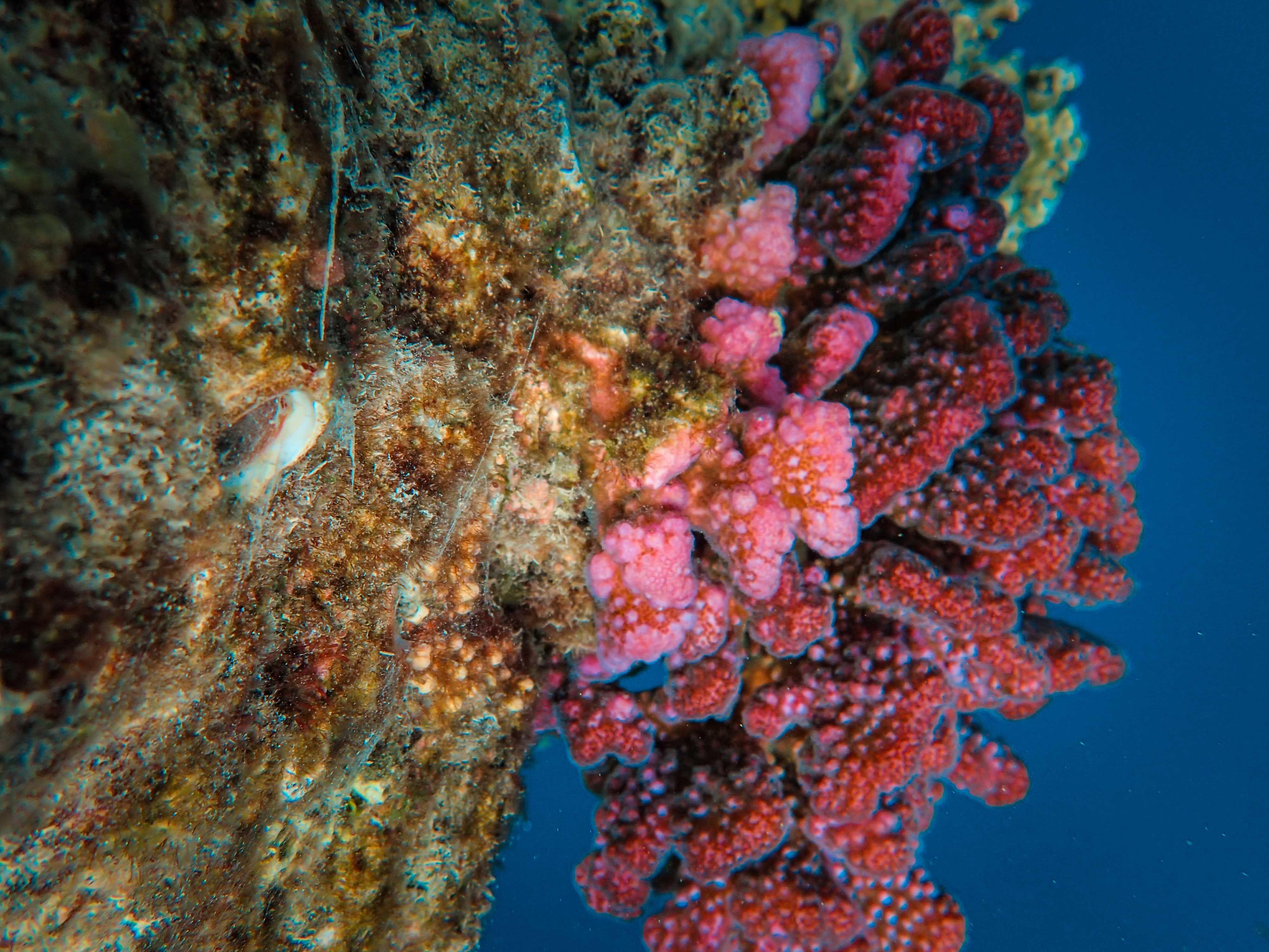 Close up of Coral · Free Stock Photo
