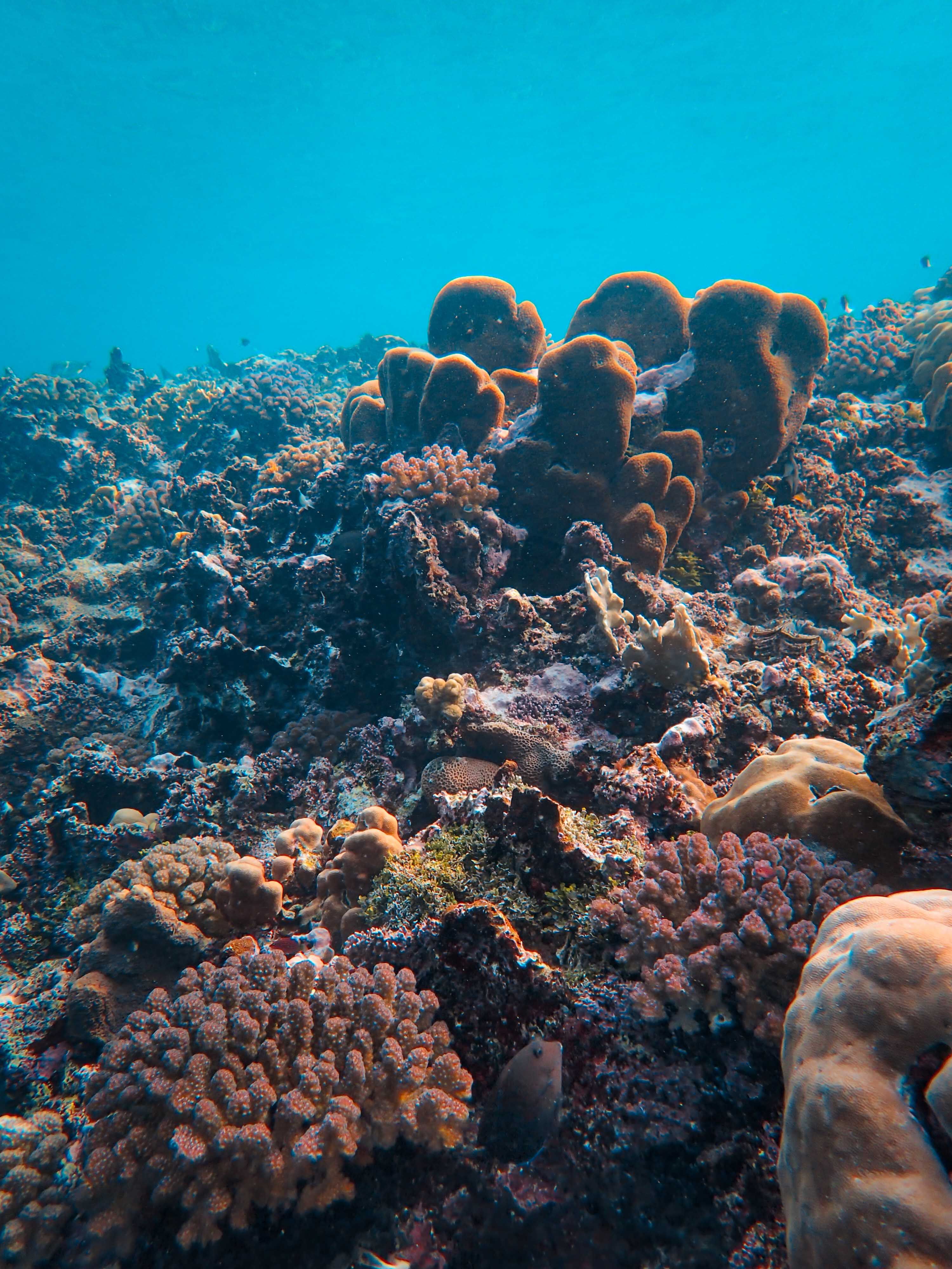Sea Anemones and Corals on the Seabed · Free Stock Photo